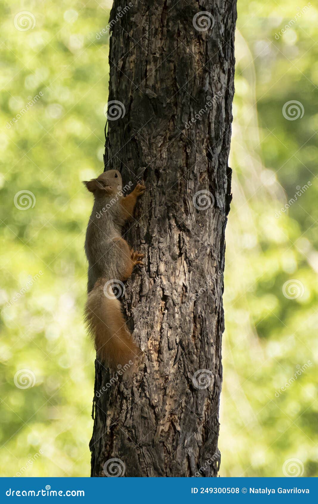 A Squirrel Sits on a Tree in Summer Stock Photo - Image of bokeh, jumps ...