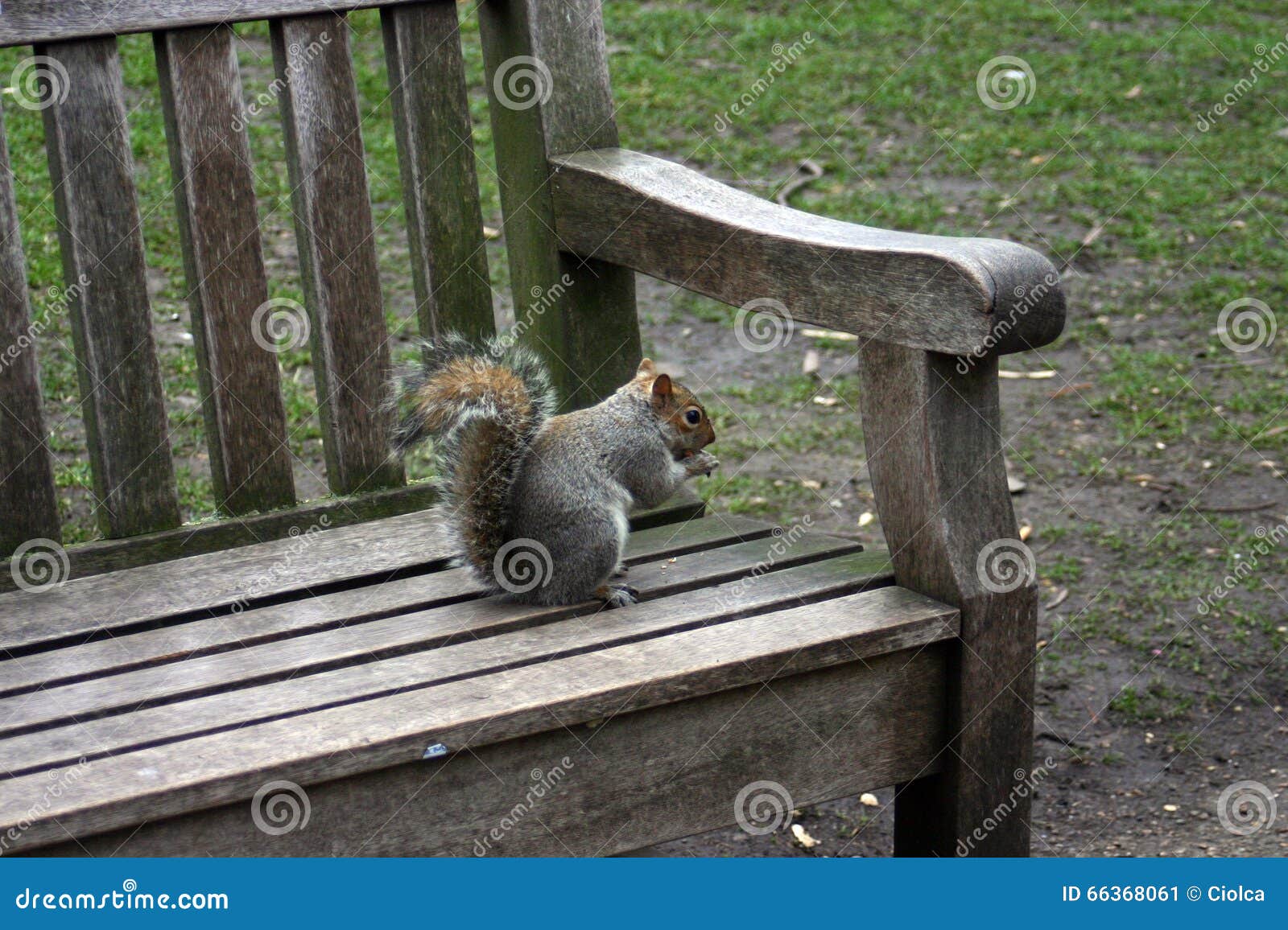 Squirrel Sitting on a Bench Stock Image - Image of tail, friendly: 66368061