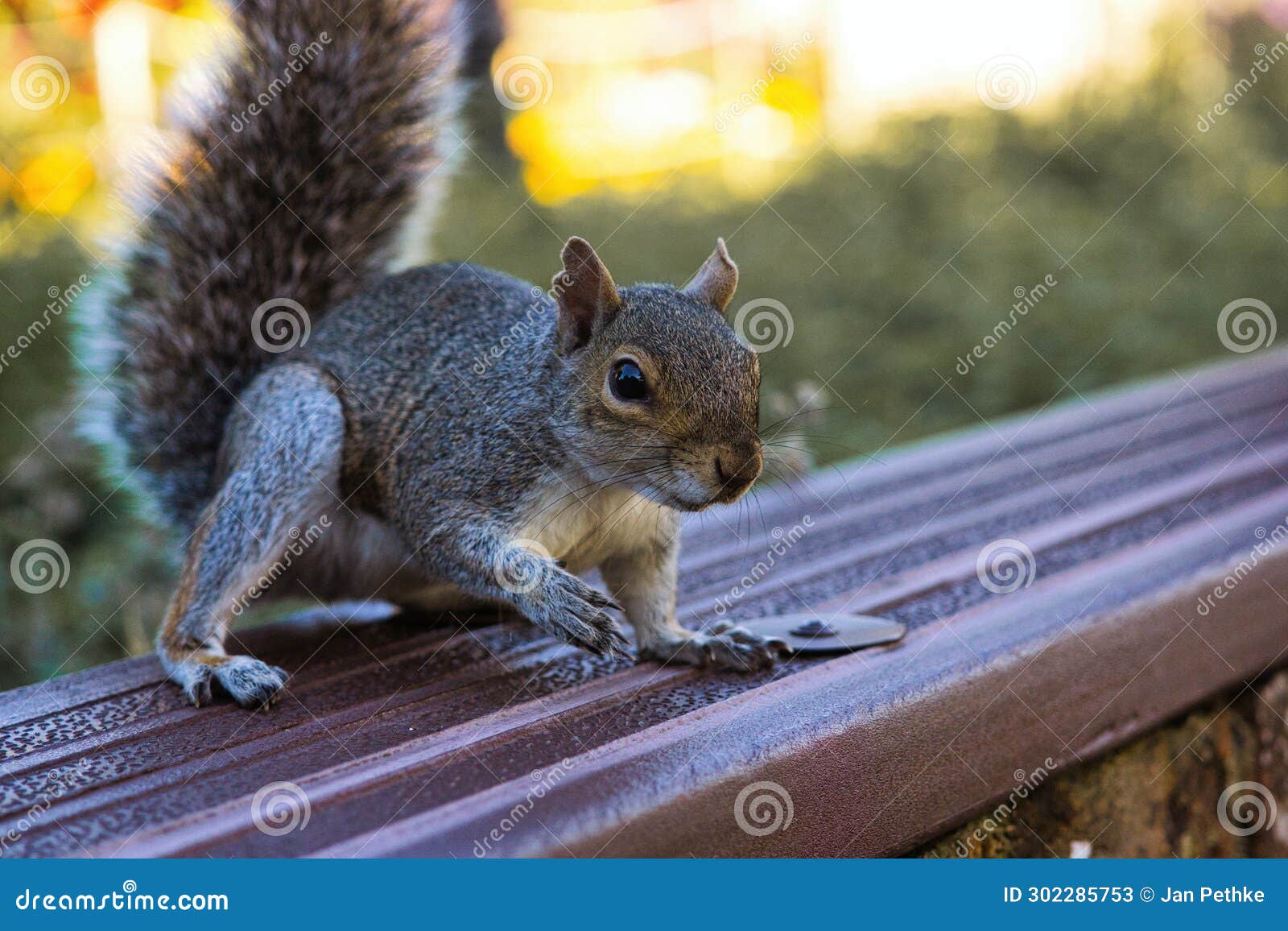 Squirrel on a Bench in a Park Stock Image - Image of mammal, squirrel ...