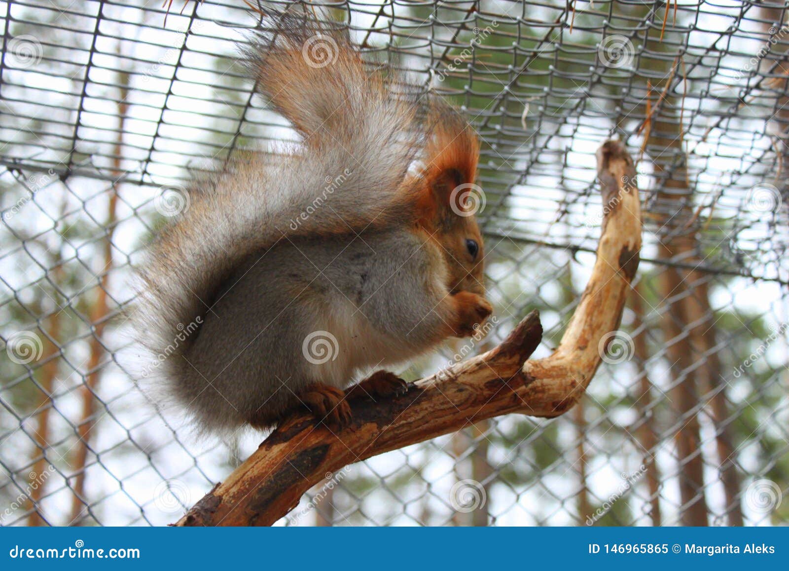 Squirrel Sitting on a Branch Stock Image - Image of forest, sitting ...