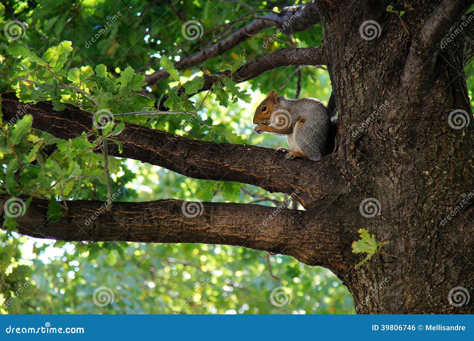 Squirrel stock photo. Image of acorn, forest, park, animal - 39806746