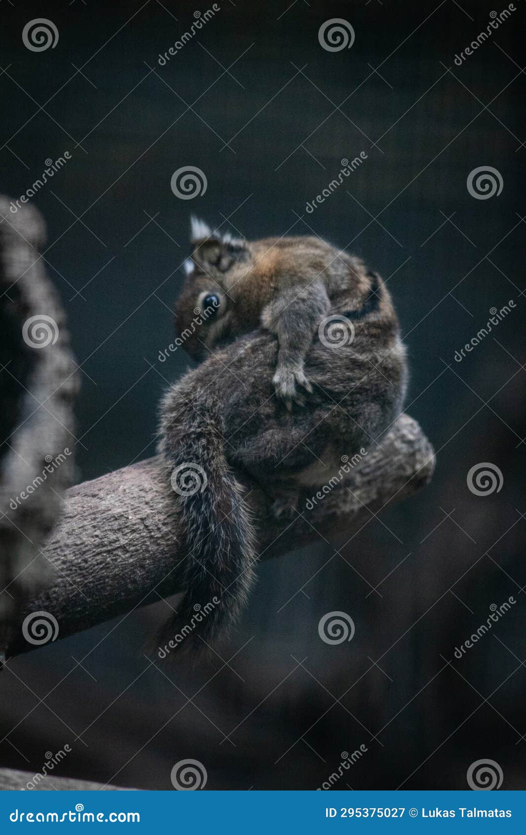 A Squirrel Sitting on a Branch Stock Image - Image of softness, agility ...