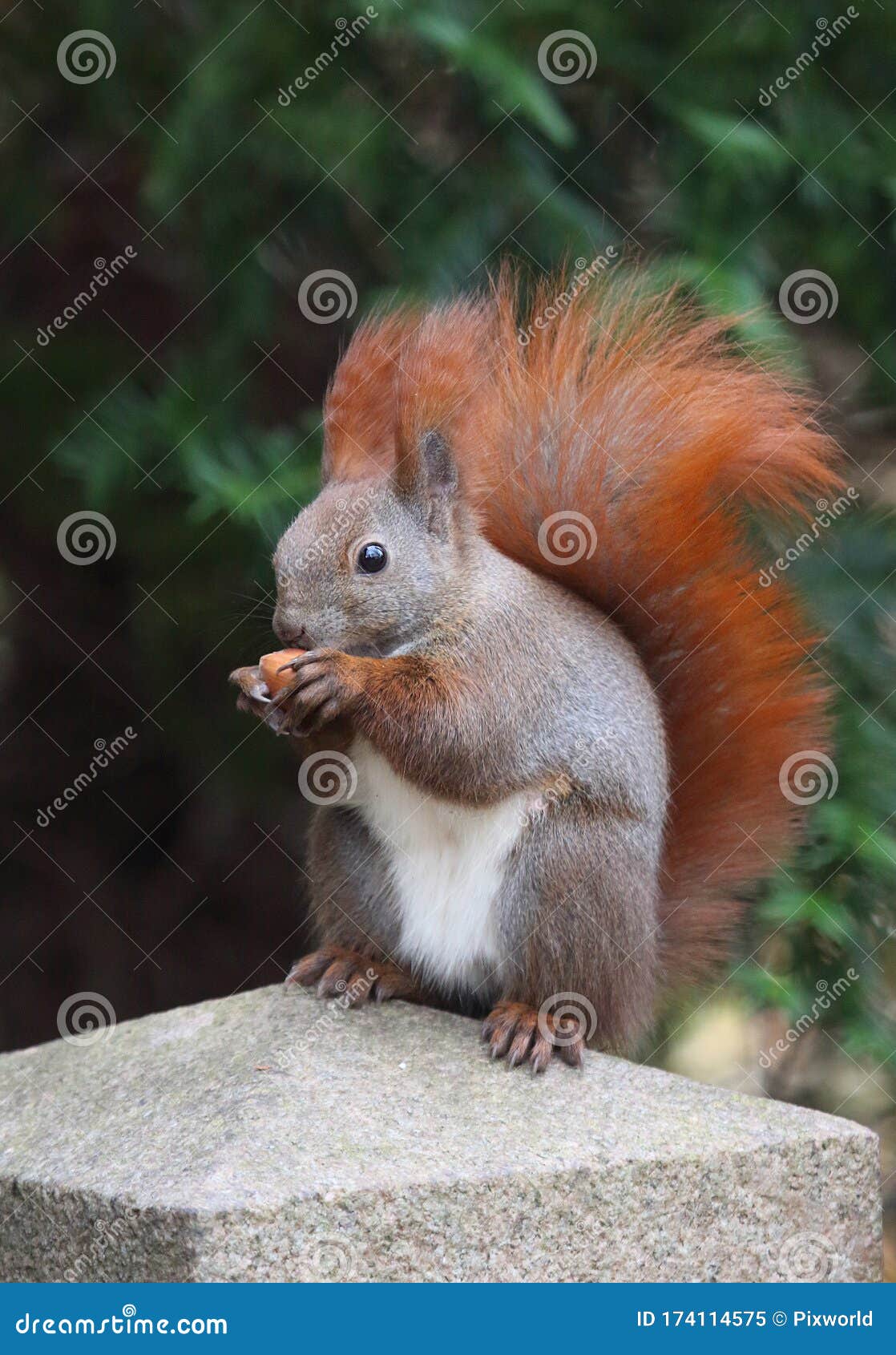 Squirrel on a Chair in Summer Time Stock Image - Image of lovely ...
