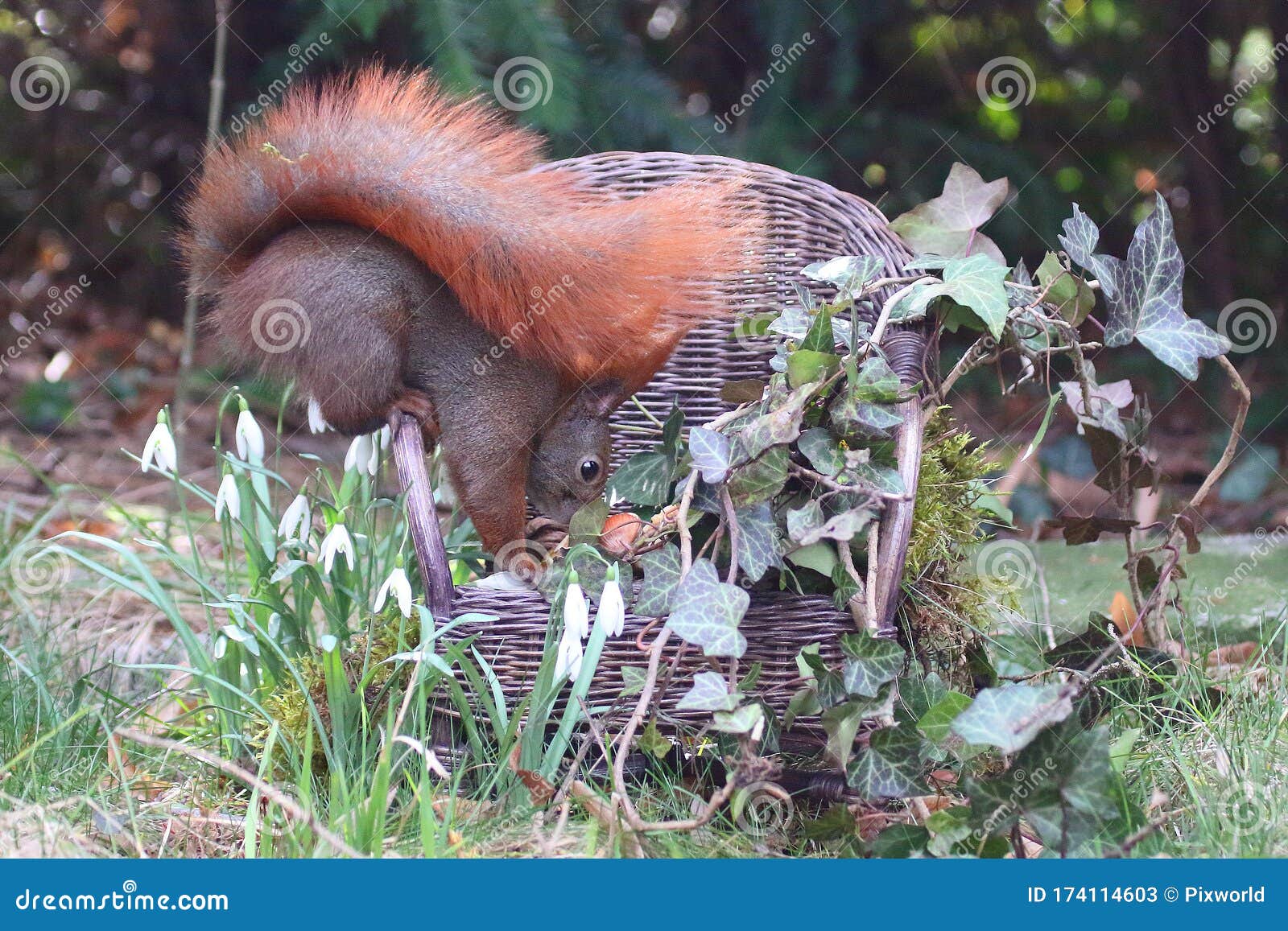 Squirrel on a Chair in Summer Time Stock Image - Image of sitting ...