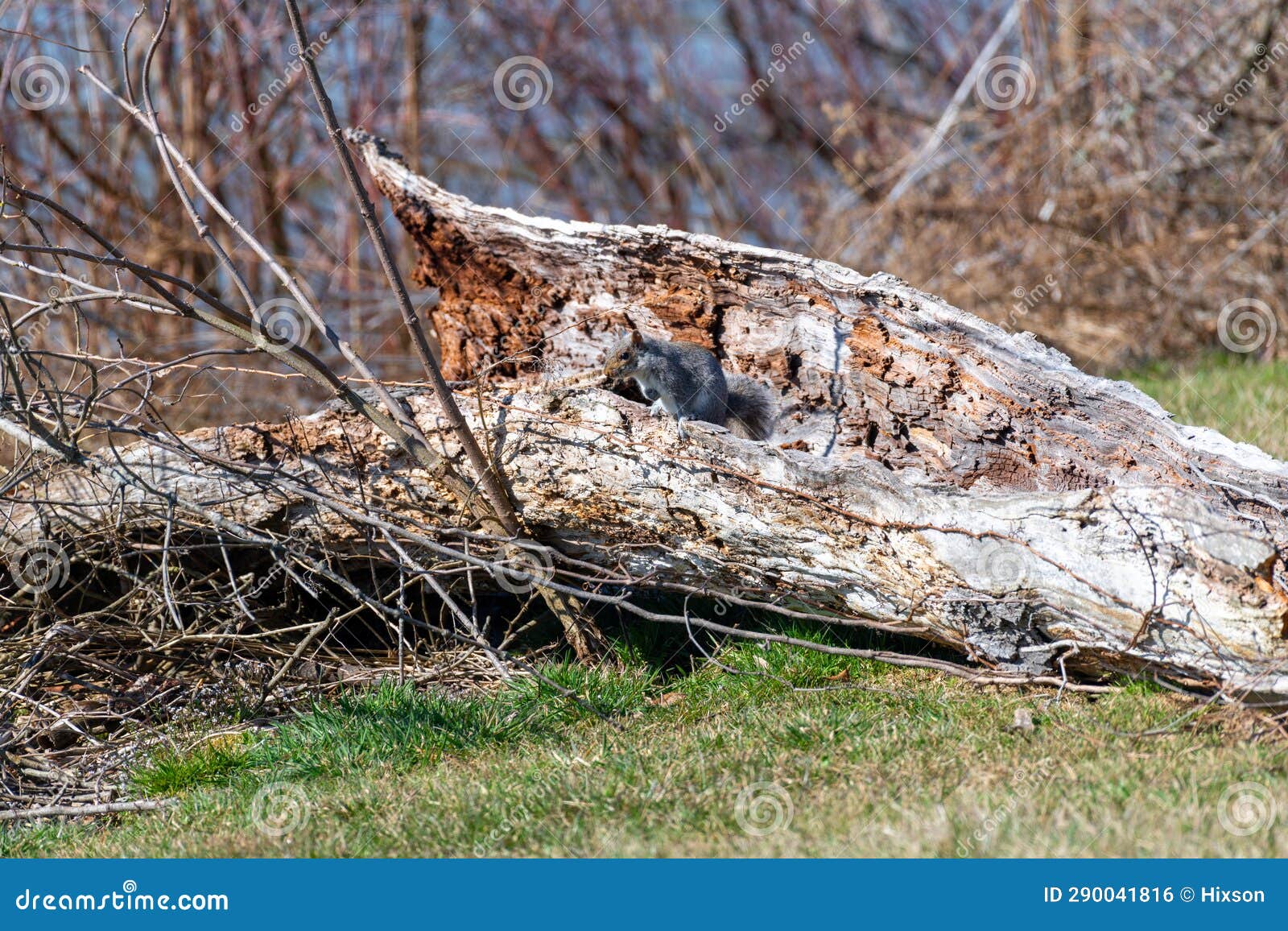 Squirrel Sitting on Fallen Hollow Log Stock Photo - Image of leaf ...