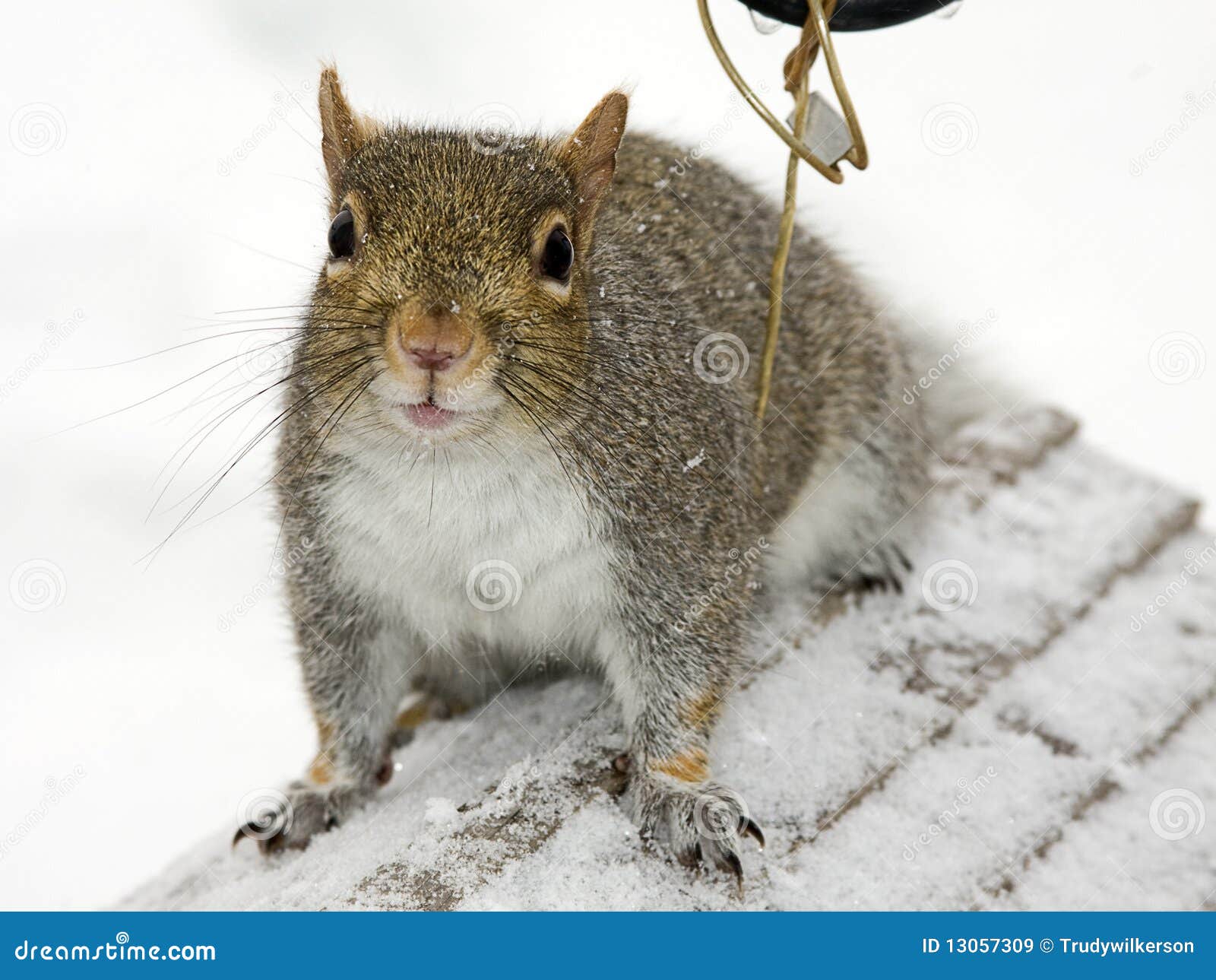Red Squirrel Sitting On A Tree.Nibbles The Branches Of Trees. Royalty ...