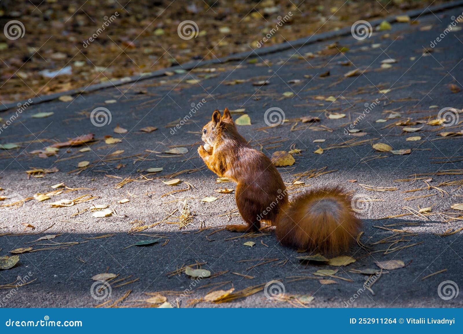 Squirrel Sitting in the Glare Stock Photo - Image of tourism, hand ...