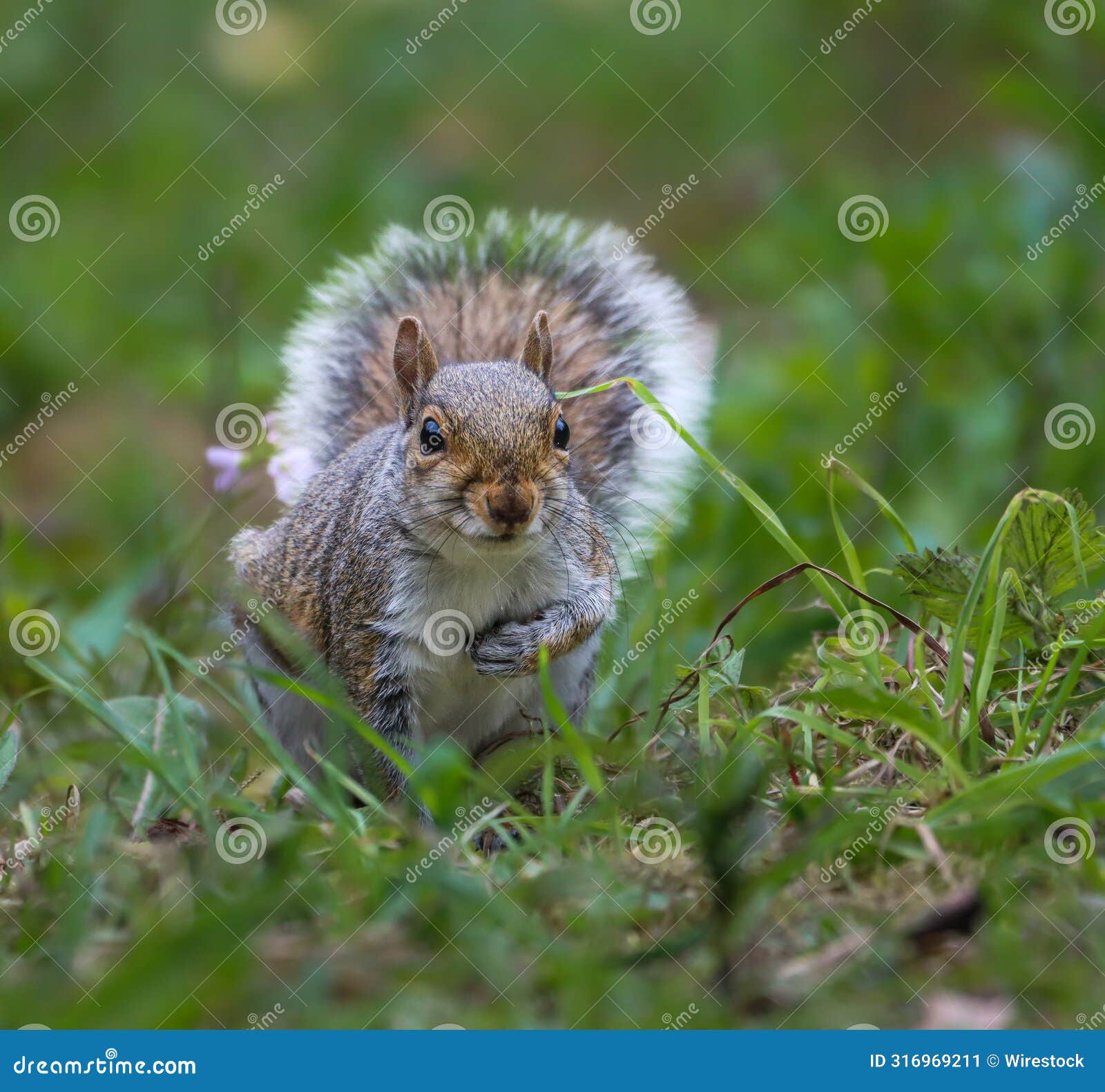 Squirrel Sitting on Grass, Making Direct Eye Contact with the Camera ...