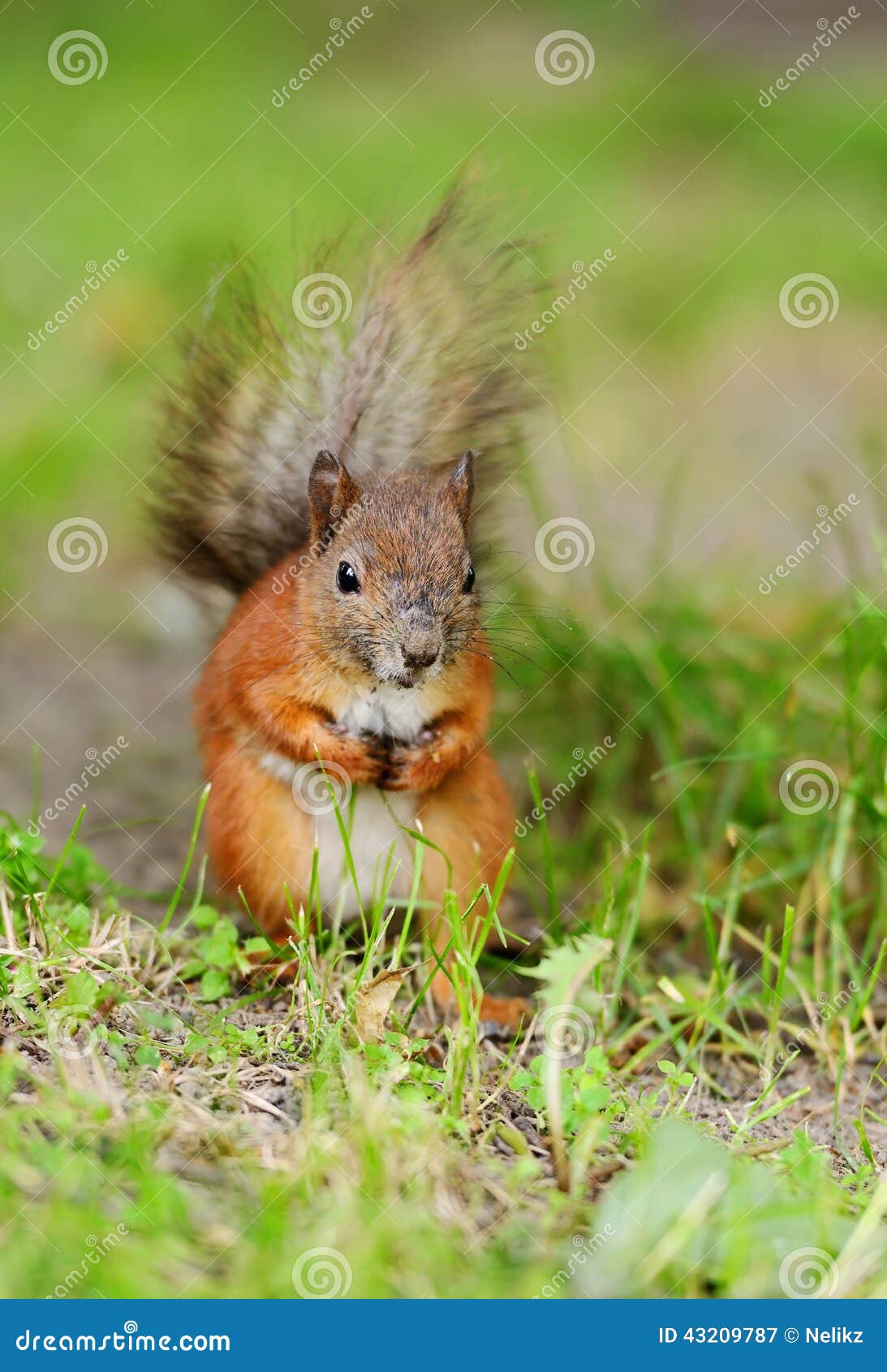 Squirrel Sitting on a Grass Stock Image - Image of bushy, animal: 43209787