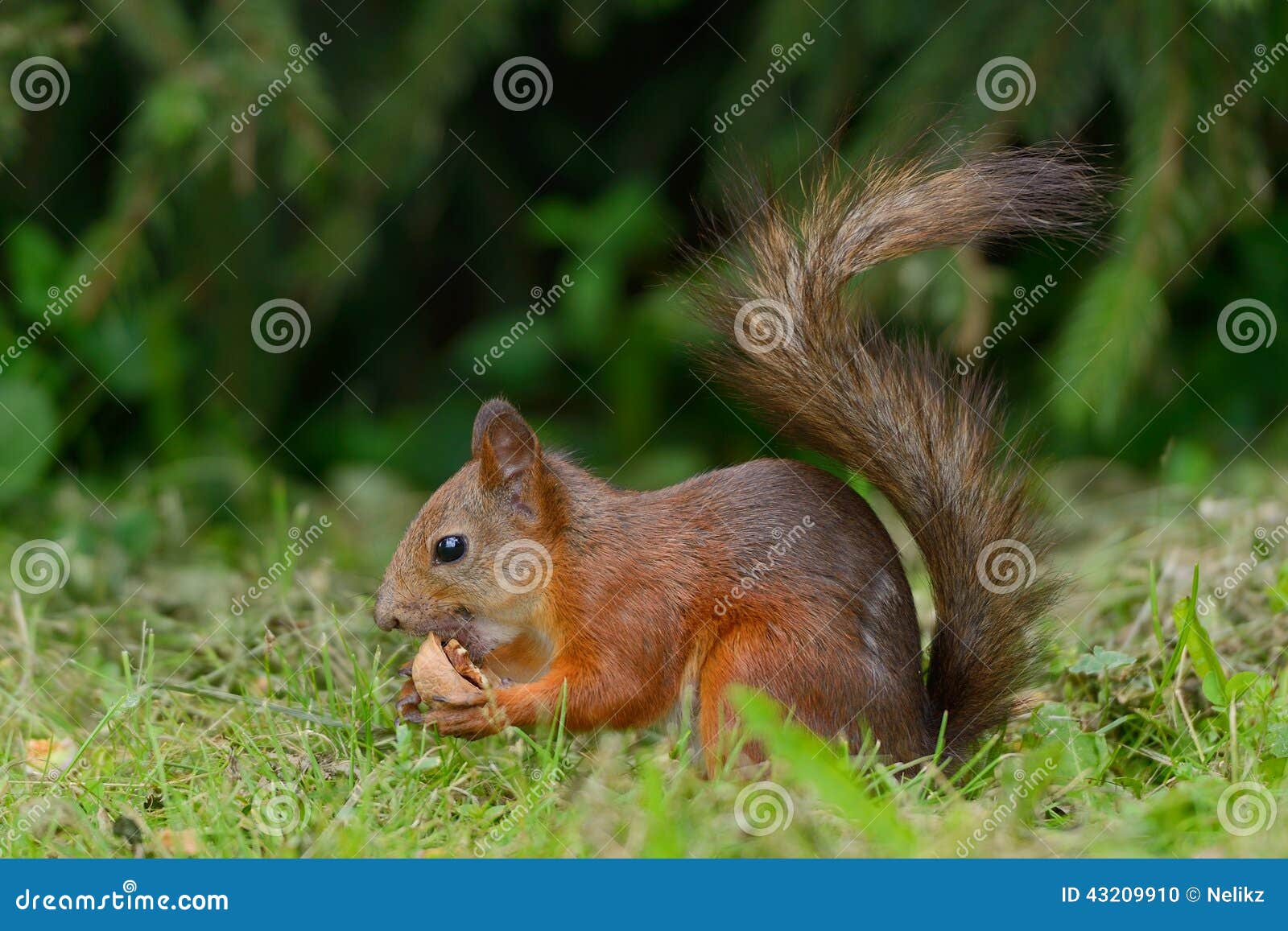 Squirrel Sitting on a Grass Stock Photo - Image of creature, beauty ...