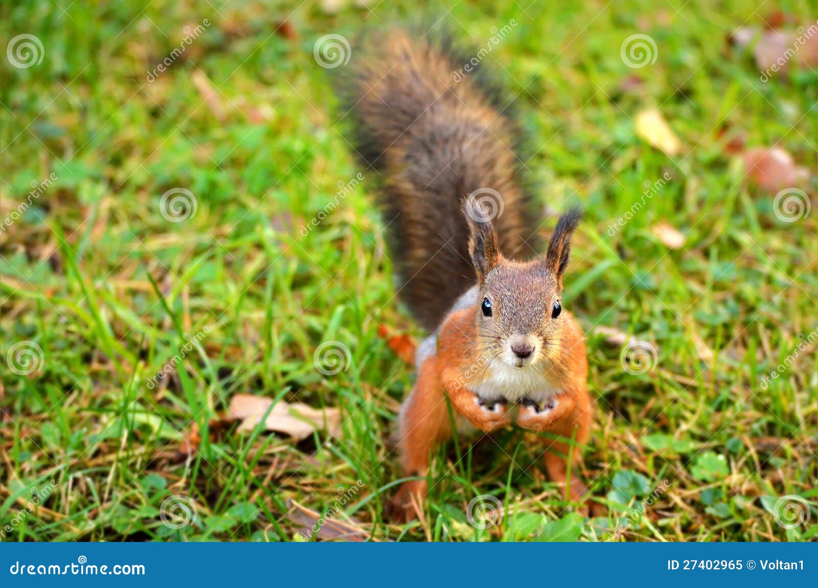 Squirrel Sitting on the Ground Stock Image - Image of ground, orange ...