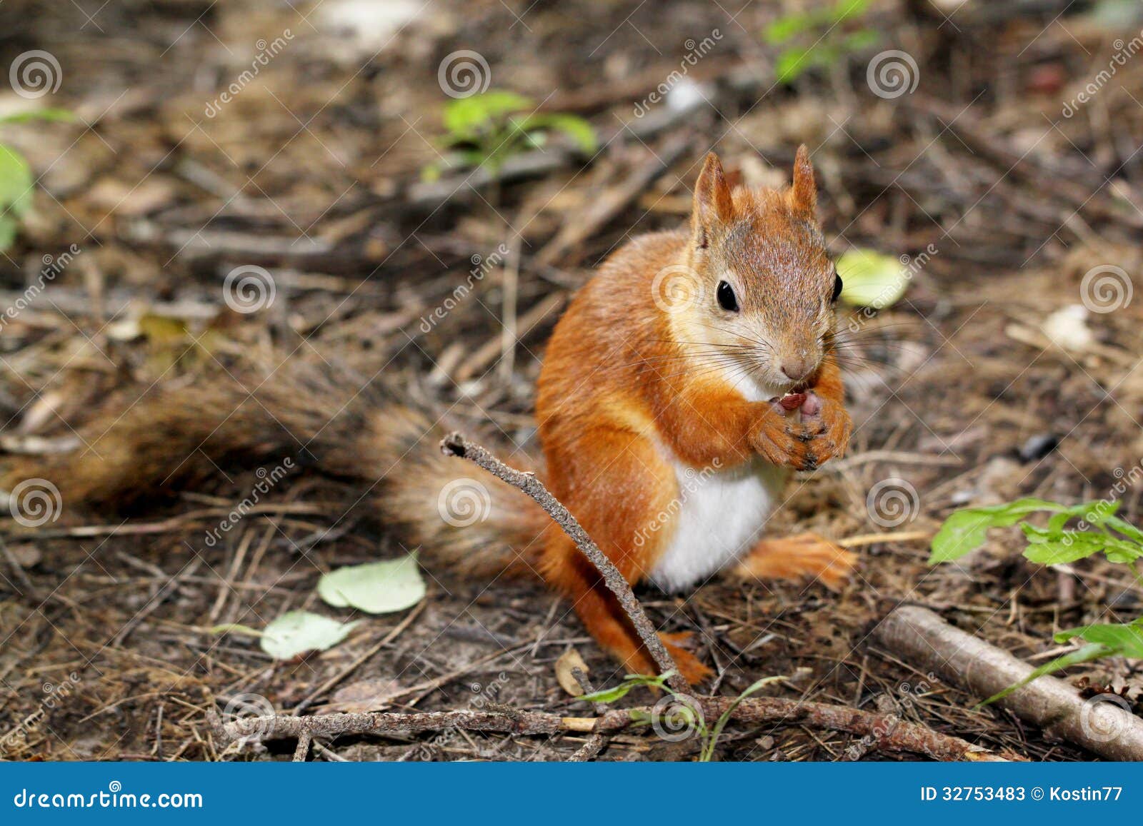 Squirrel sitting stock image. Image of rodent, curious - 32753483