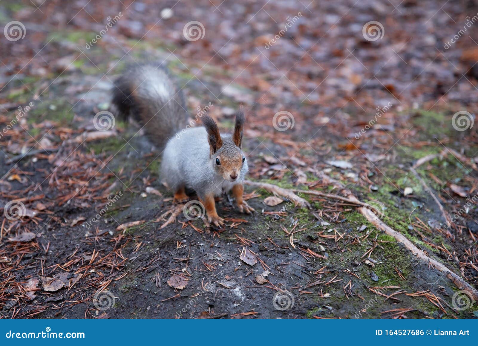 Squirrel Sitting on the Ground of Leaves in Forest or Public Park Stock ...
