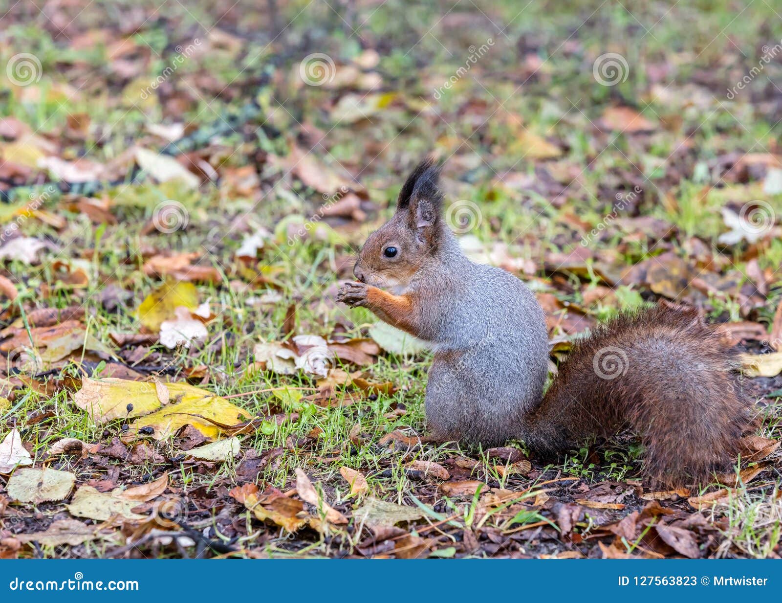 Squirrel Sitting on the Ground with Nut Stock Image - Image of hungry ...