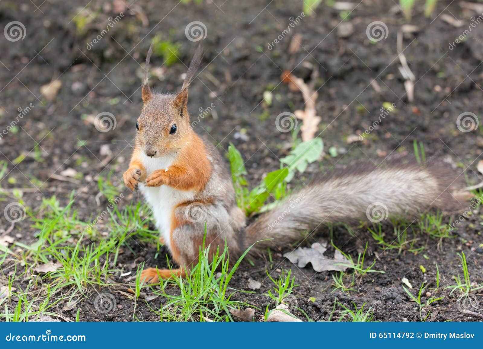 Squirrel Sitting on the Ground Stock Photo - Image of tail, rodent ...