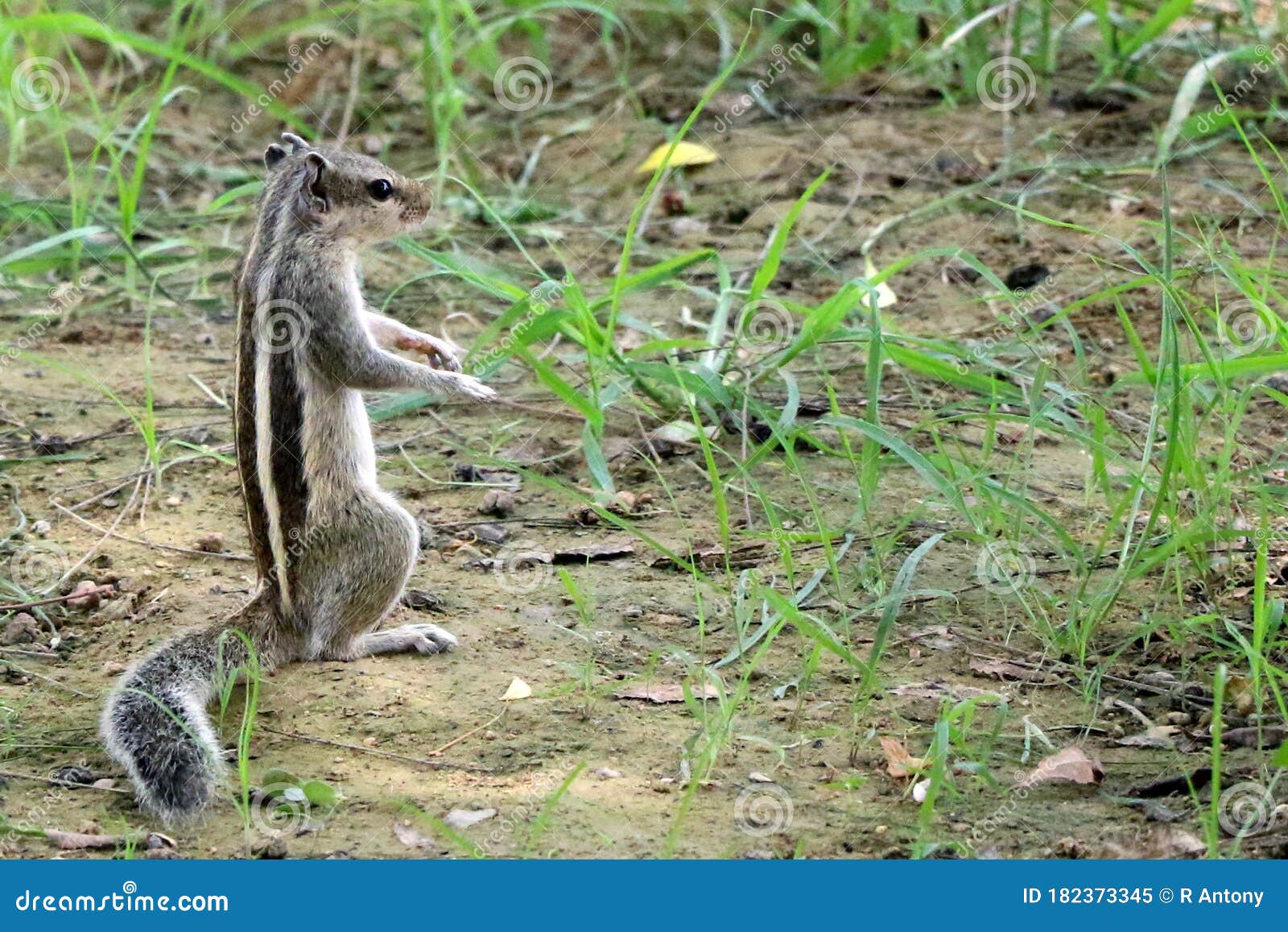 A Squirrel Sitting on a Ground Stock Image - Image of wildlife, bird ...