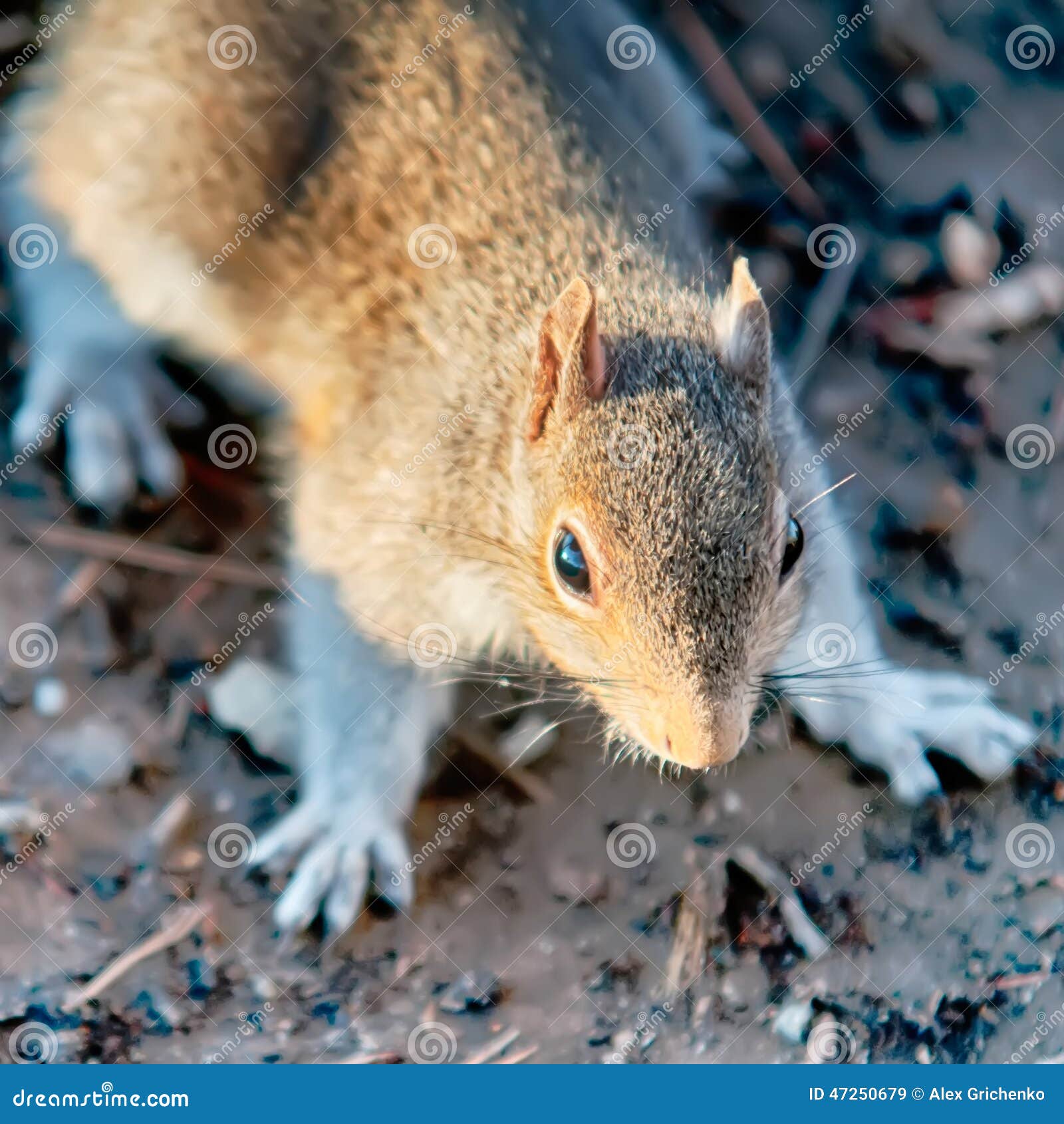 Squirrel sitting on ground stock image. Image of nature - 47250679