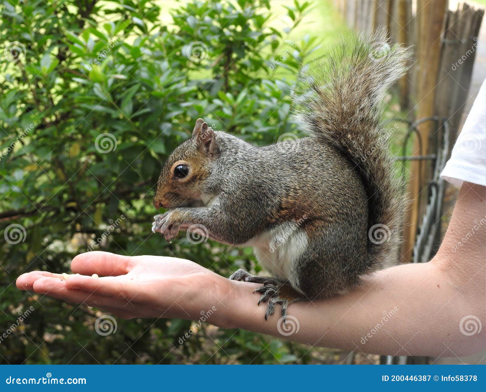 Squirrel Sitting on a Human Hand Stock Image - Image of rodent, nature ...