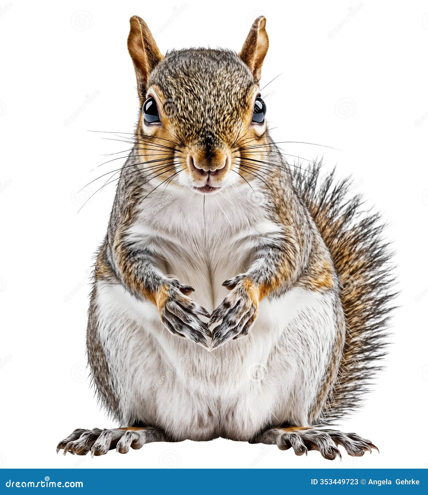 Squirrel Sitting Isolated on White Background Stock Image - Image of ...