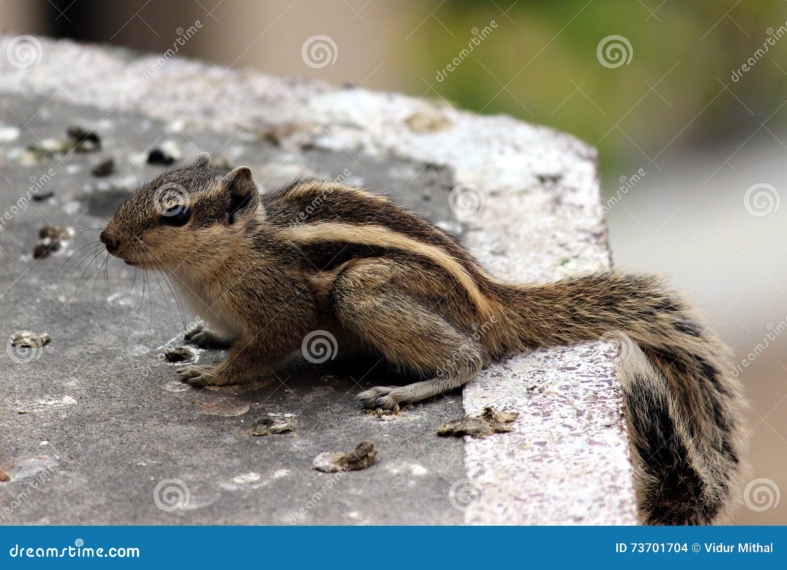 Squirrel Sitting on Ledge stock photo. Image of fauna - 73701704