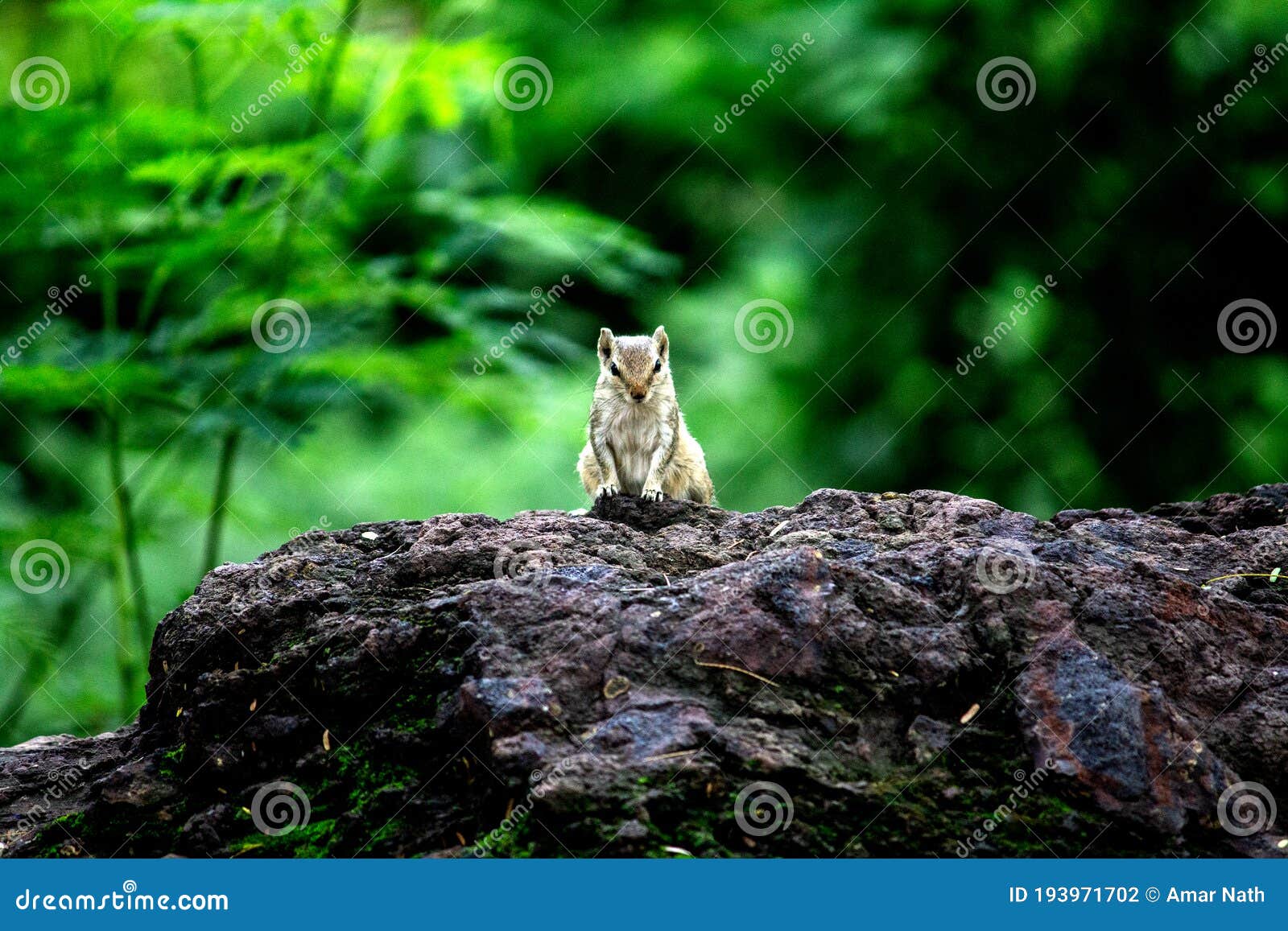 Squirrel Sitting on the Mountain Stock Photo - Image of canon, shot ...