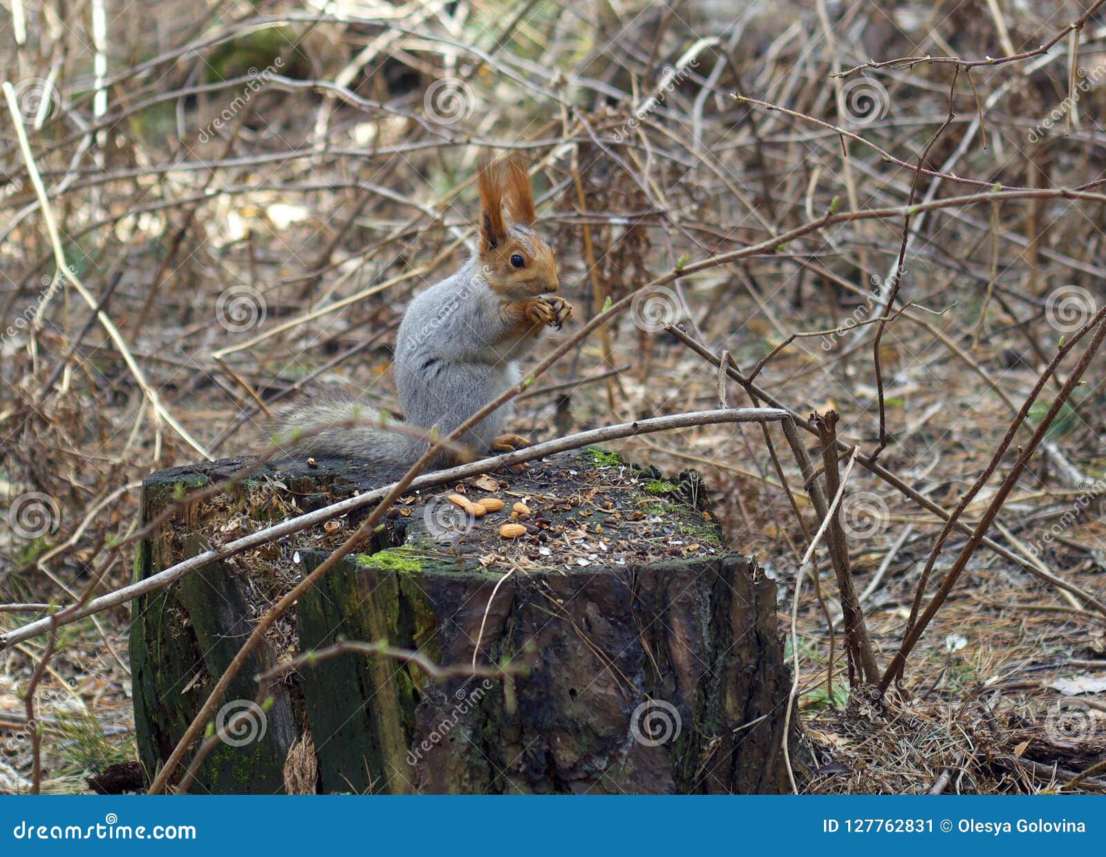 Squirrel Sitting on a Pine Stump Stock Image - Image of beautiful ...