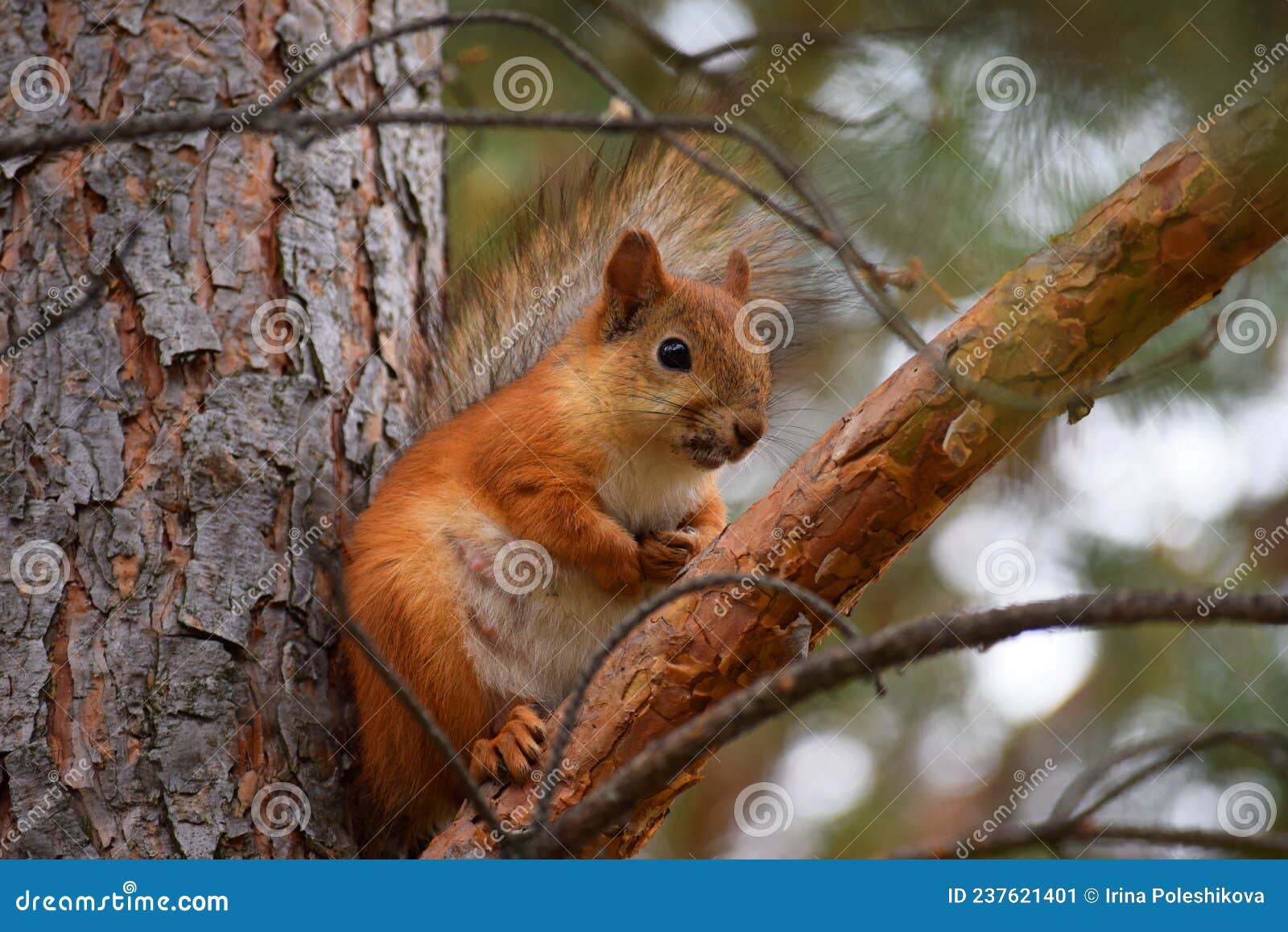 Squirrel on a Pine Tree in the Forest Stock Image - Image of fluffy ...