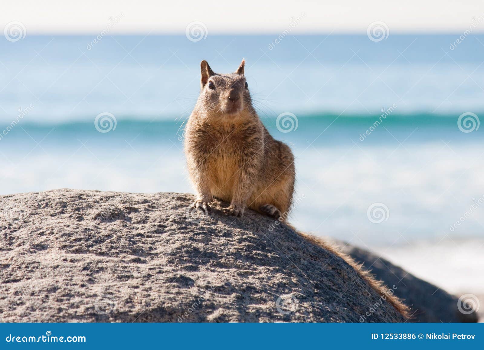 Squirrel Sitting on a Rock at the Beach Stock Photo - Image of curious ...