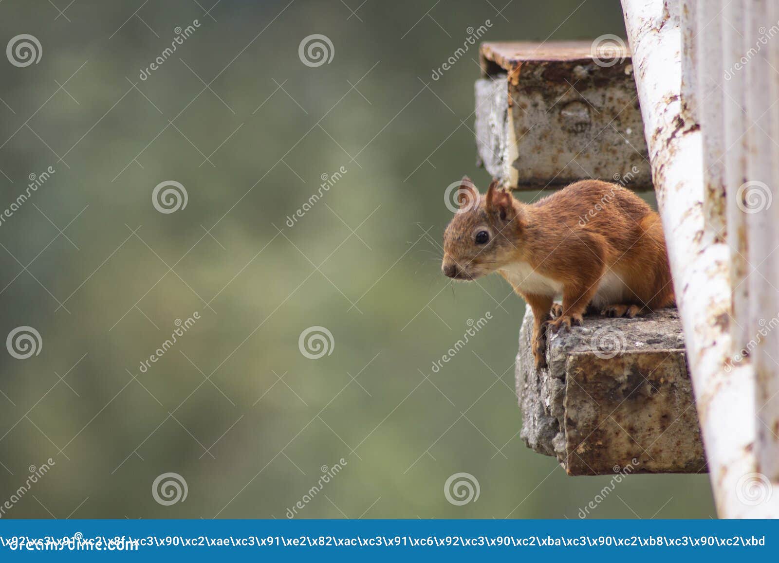 The Squirrel is Sitting on the Steps Stock Image - Image of wildlife ...