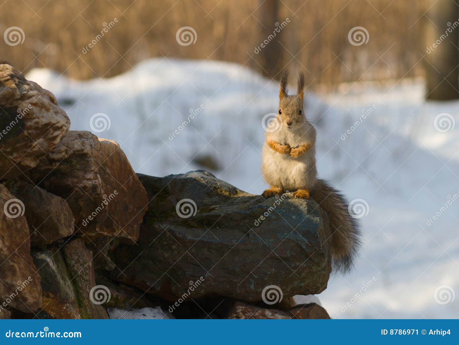 Squirrel Sitting on the Stone Stock Image - Image of tail, cold: 8786971