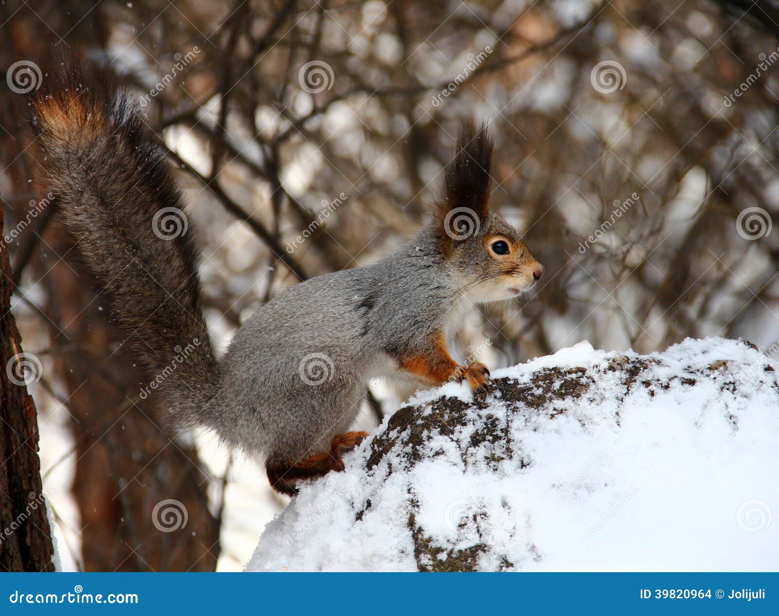 Squirrel Stock Photography | CartoonDealer.com #39820964