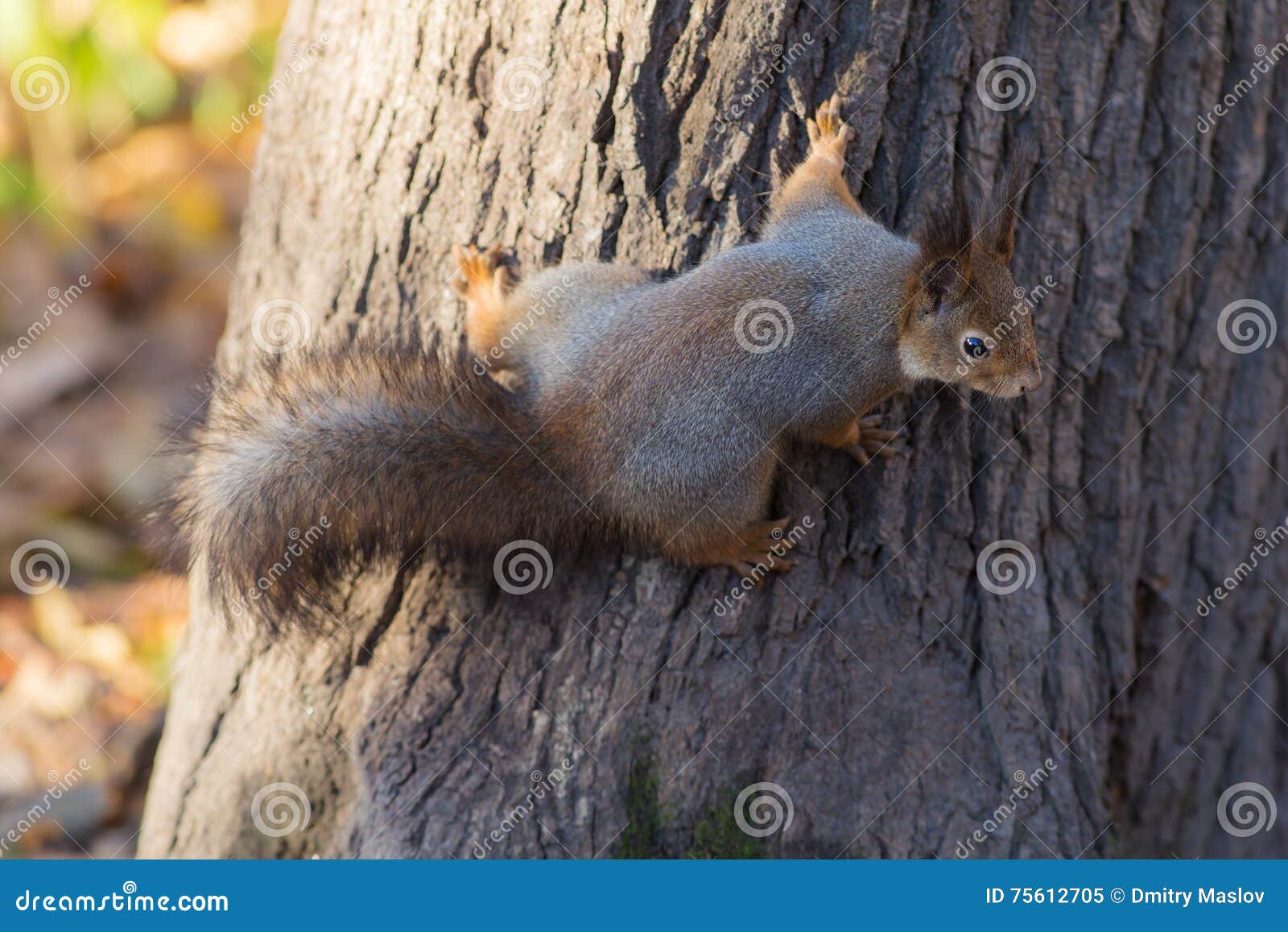 Squirrel sitting on a tree stock image. Image of brown - 75612705