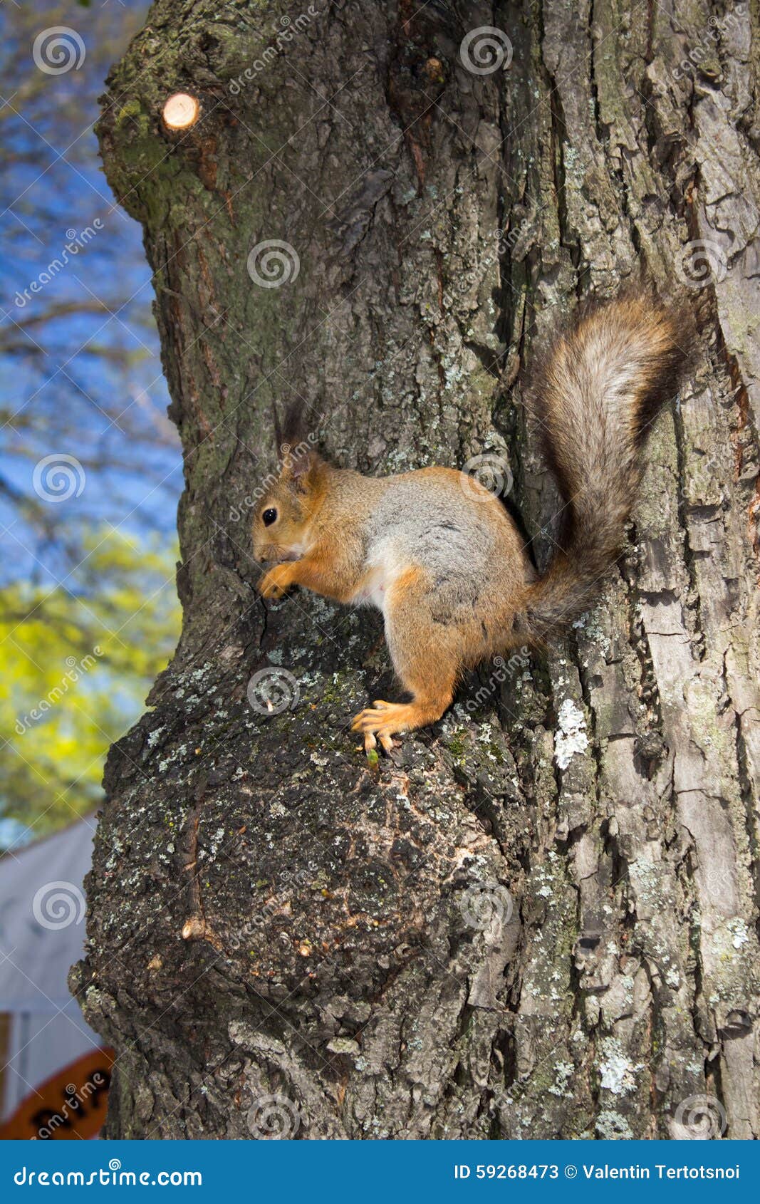 Squirrel Sitting on the Tree Stock Image - Image of park, looking: 59268473