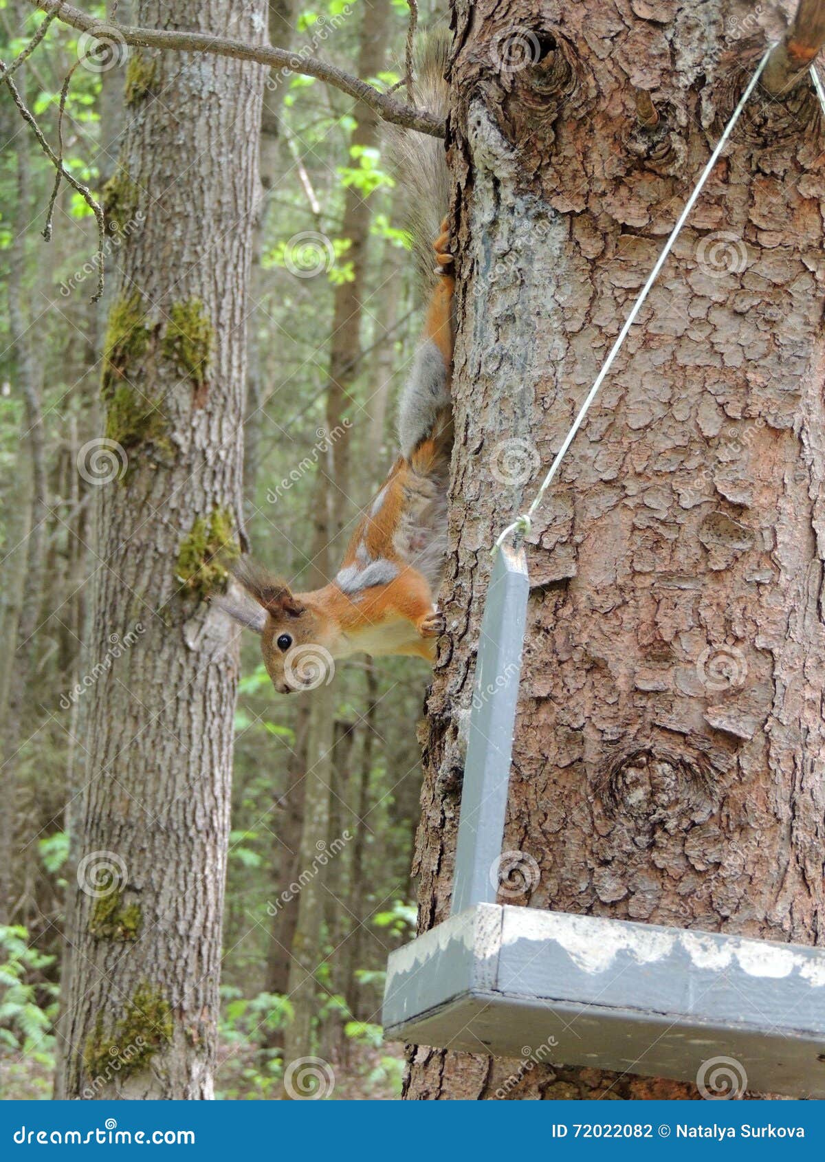 Squirrel sitting on a tree stock photo. Image of animal - 72022082