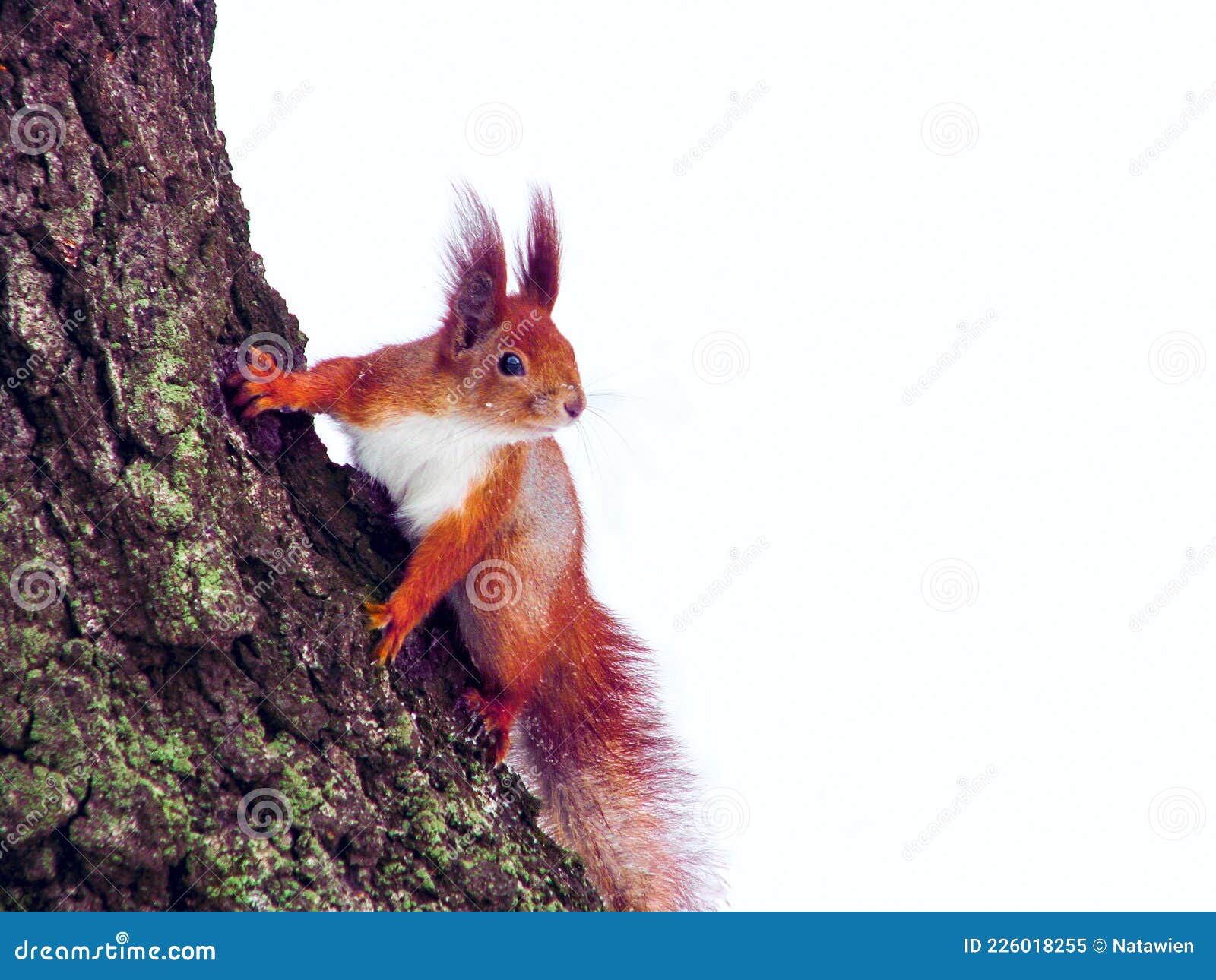 Squirrel Sitting on the Tree, Front View Stock Image - Image of back ...