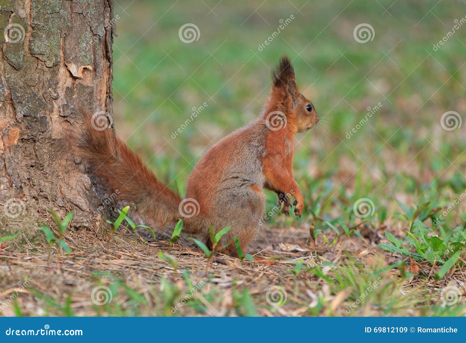 Squirrel sitting at tree stock image. Image of squirrel - 69812109