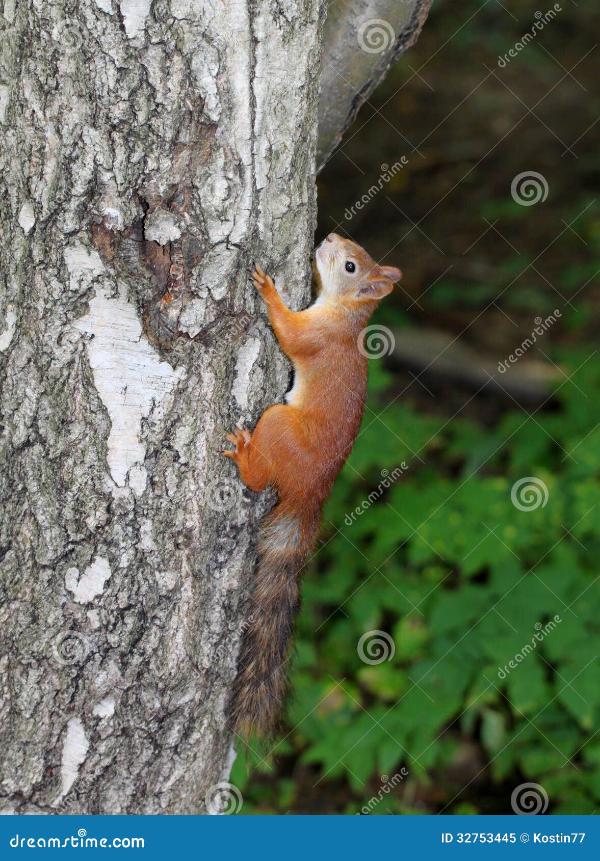 Squirrel sitting in a tree stock image. Image of curious - 32753445