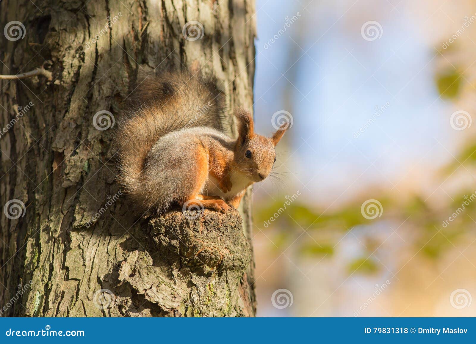 Squirrel sitting on a tree stock photo. Image of hair - 79831318