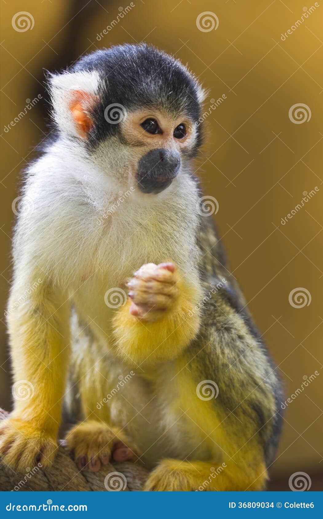 Squirrel- or Skull monkey stock photo. Image of monkeys - 36809034