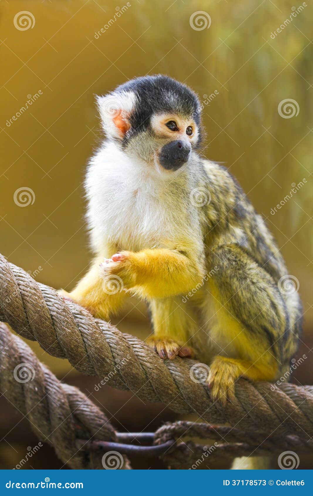 Squirrel- or Skull monkey stock image. Image of tropical - 37178573