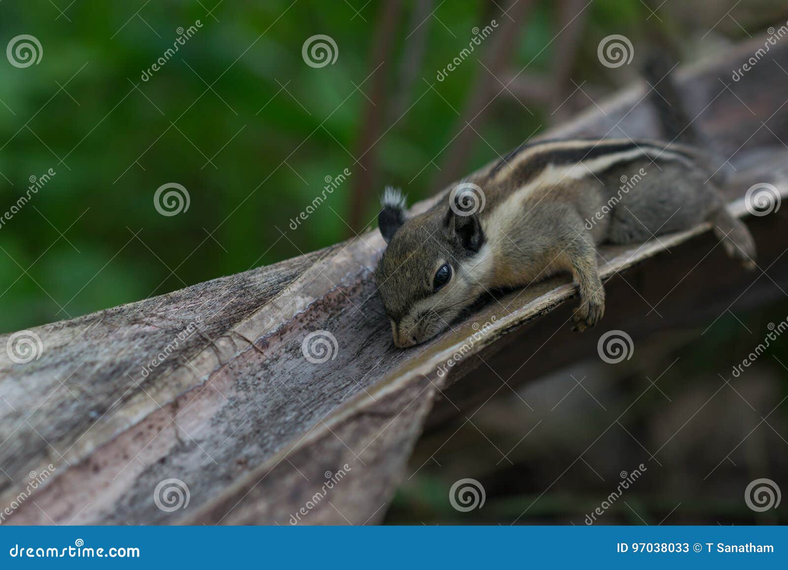 Squirrel sleeping stock image. Image of sciuris, sleep - 97038033