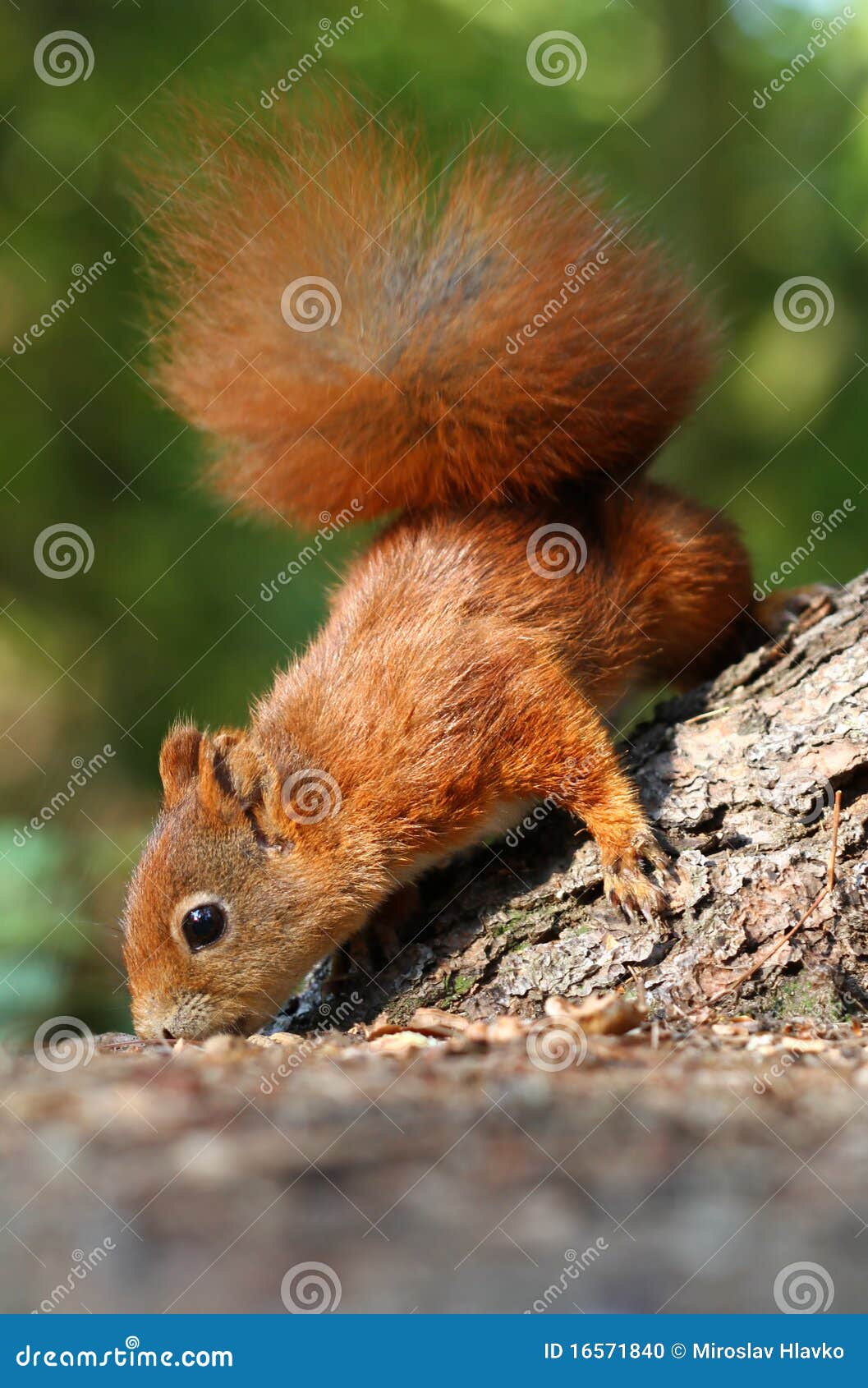 Squirrel smelling stock photo. Image of natural, wild - 16571840