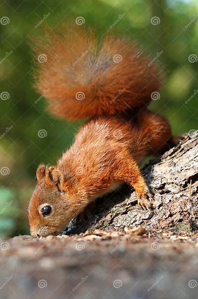 Squirrel smelling stock photo. Image of natural, wild - 16571840