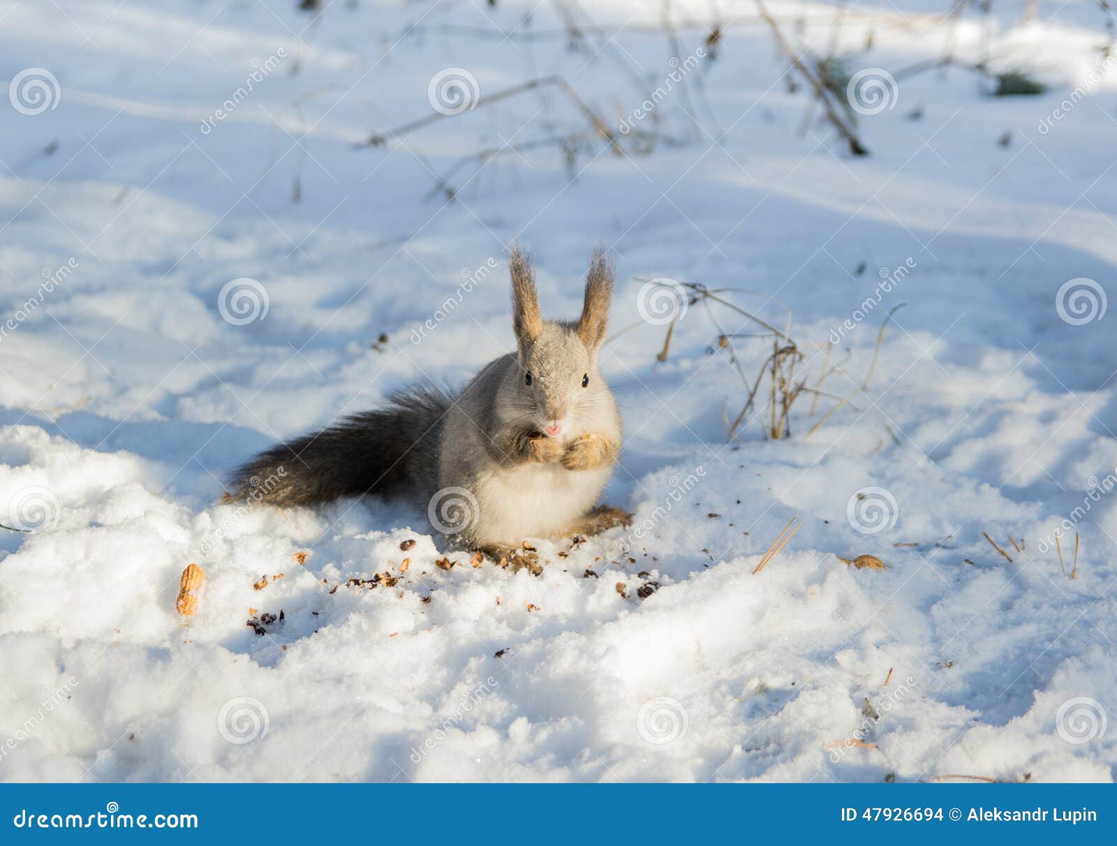 Squirrel smiles stock photo. Image of plants, grass, legs - 47926694
