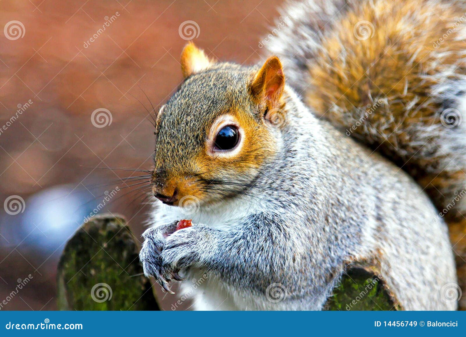 Squirrel snack stock image. Image of cute, park, small - 14456749