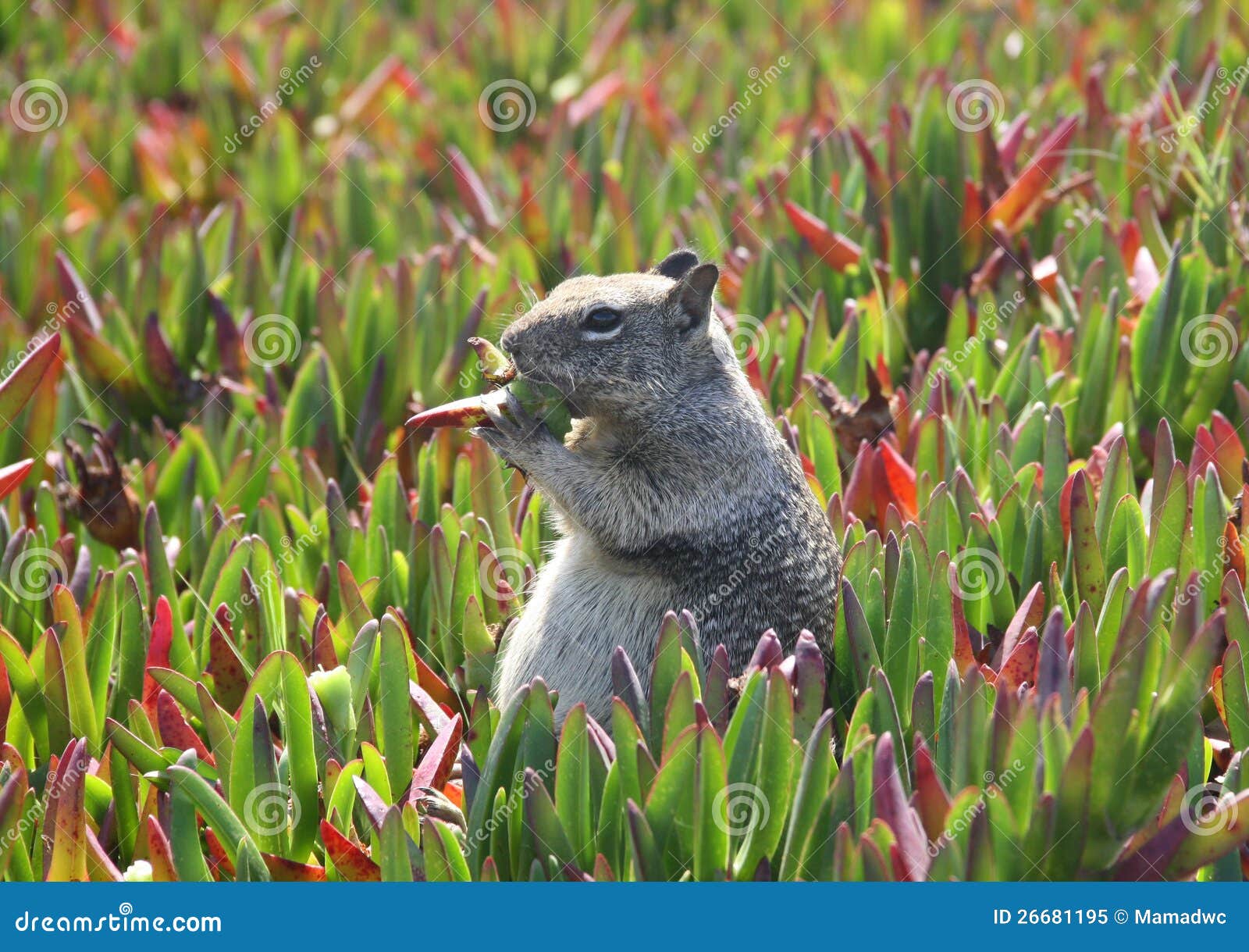 Squirrel Snack stock image. Image of hungry, coastal - 26681195