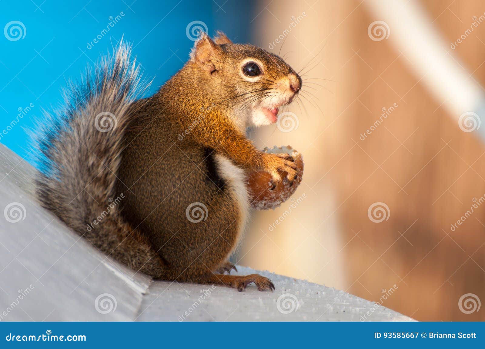 Squirrel with Snack stock image. Image of animal, sugar - 93585667