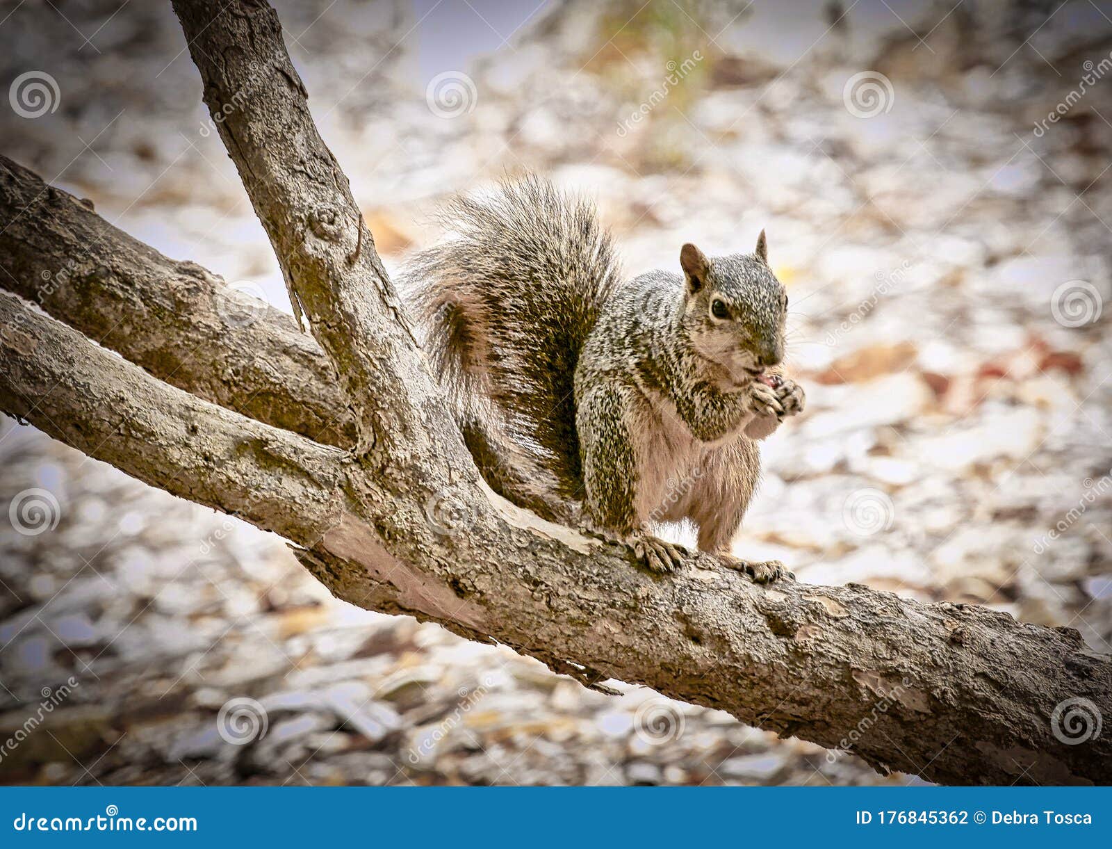 Squirrel Snack Tree Resting Stock Photo - Image of snack, takes: 176845362