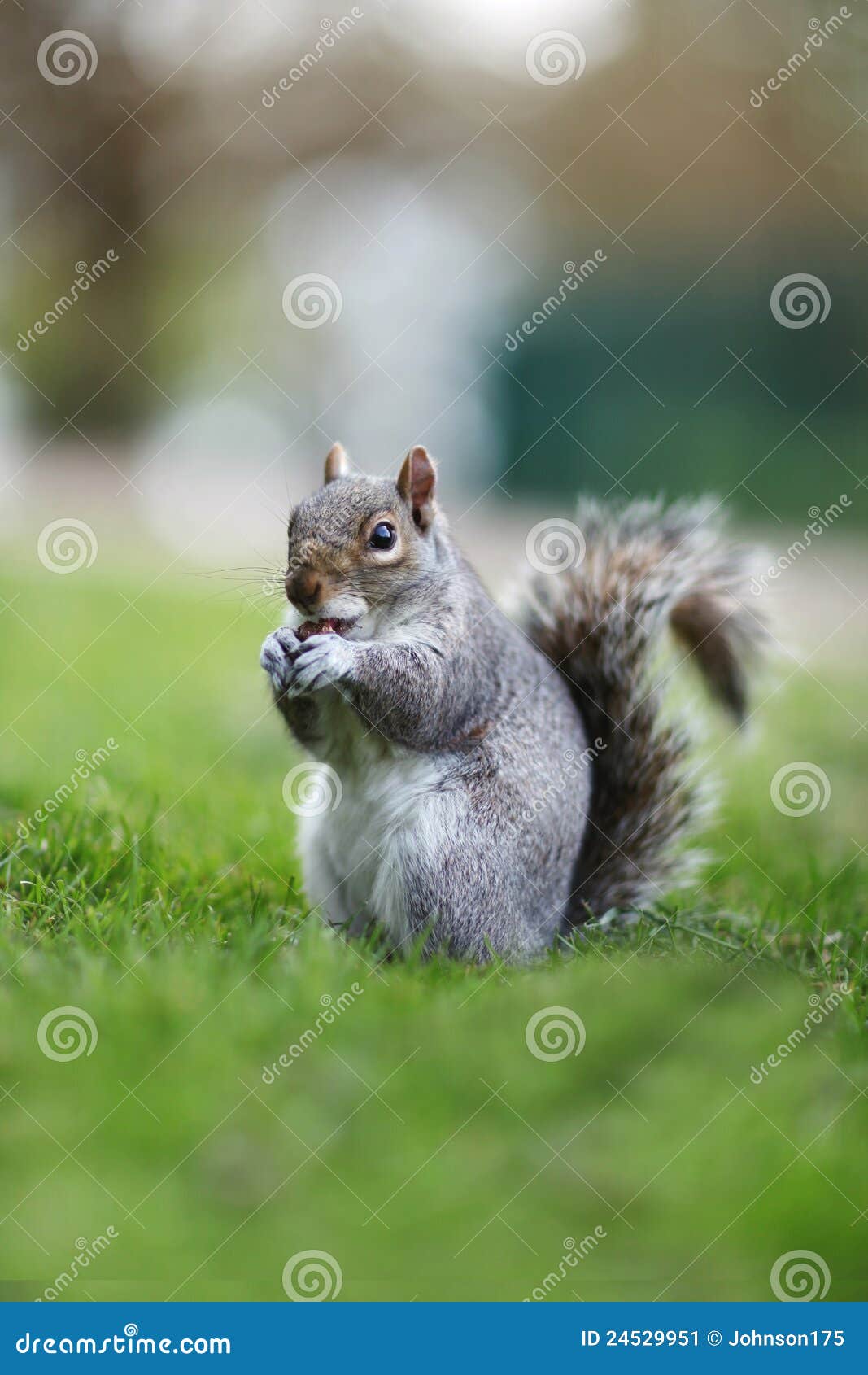 Squirrel Snacking stock image. Image of feeding, small - 24529951