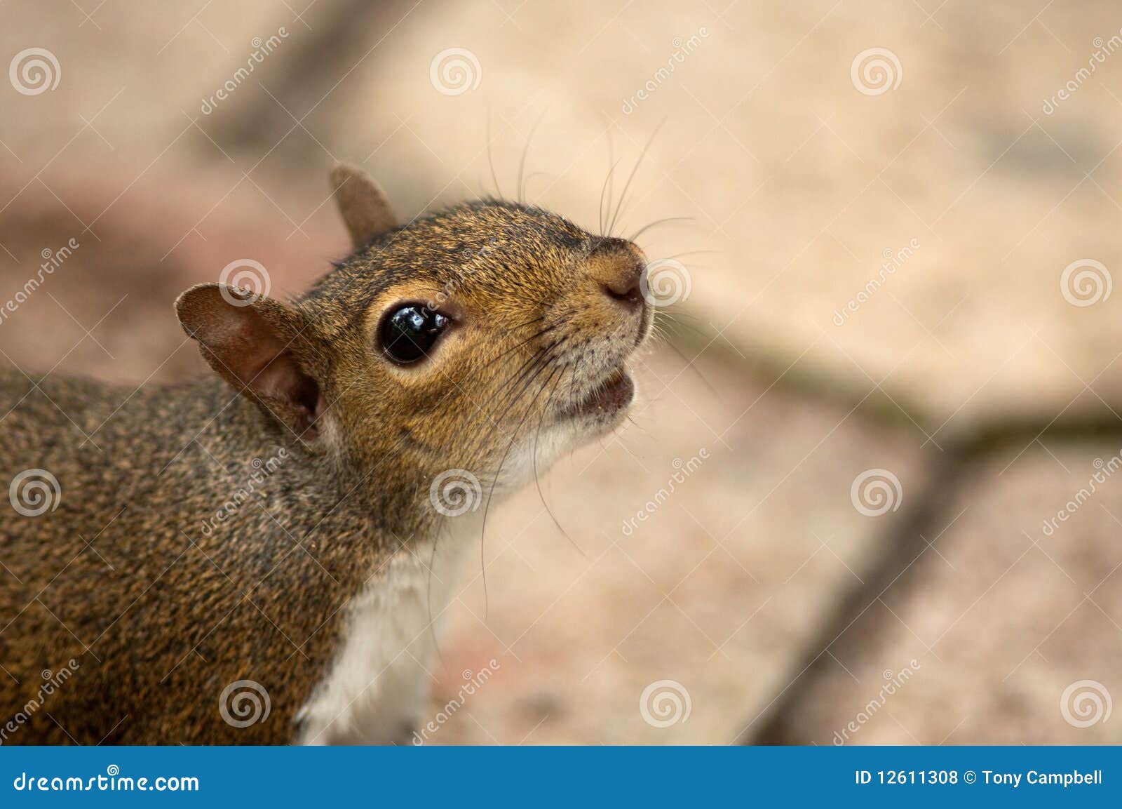 Squirrel sniffing in air stock photo. Image of nature - 12611308